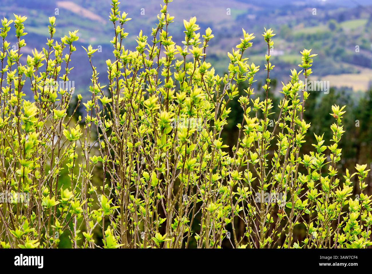Crataegus media rubra plena hi-res stock photography and images - Alamy