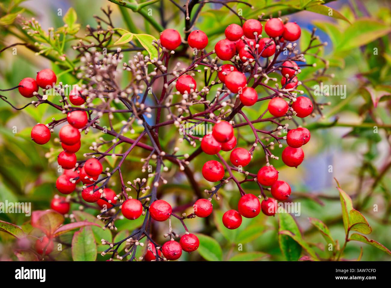 Nepalese firethorn hi-res stock photography and images - Alamy