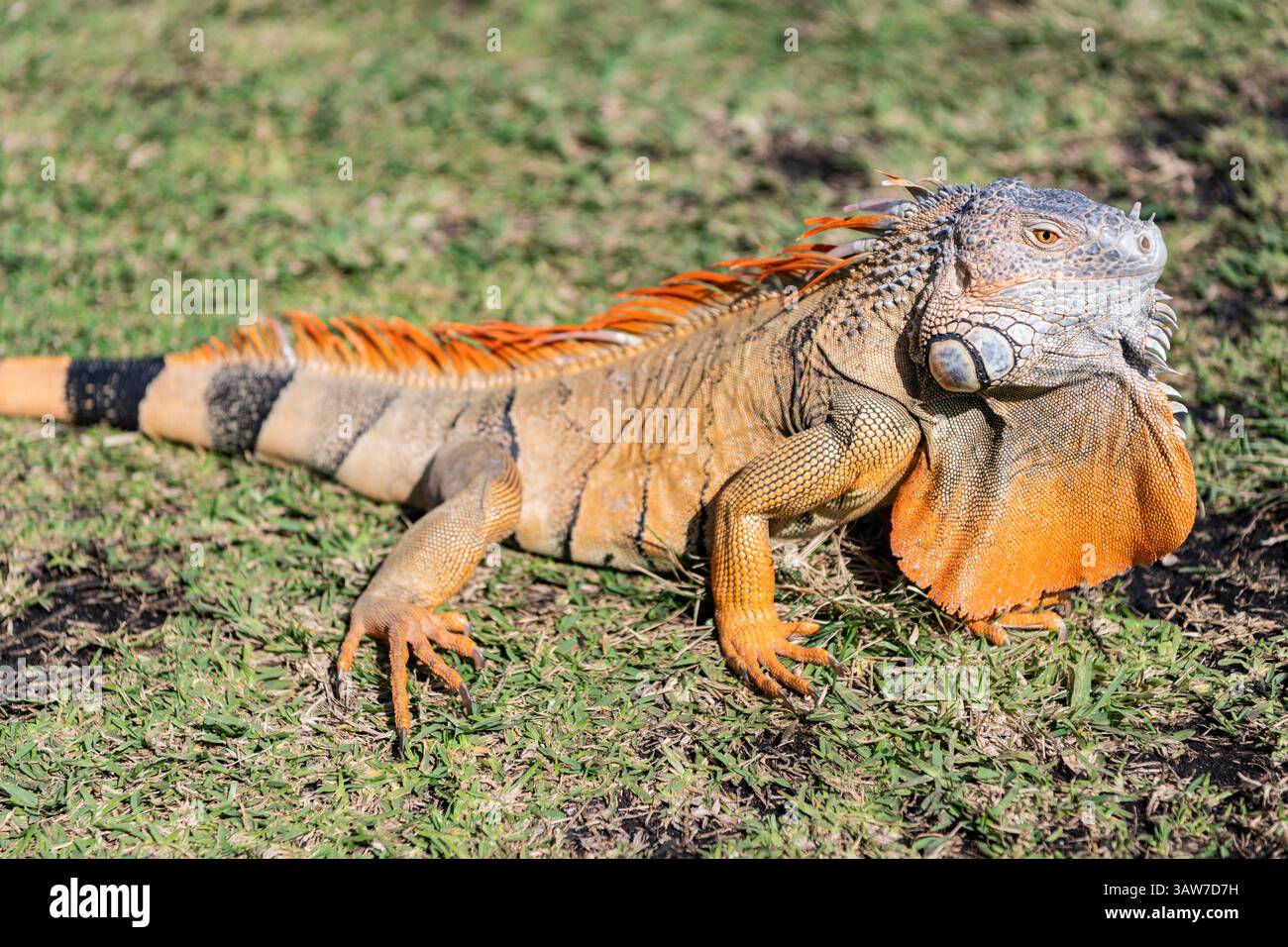 Exotic reptile animal. Wildlife fauna. Reptile animal in tropical ...