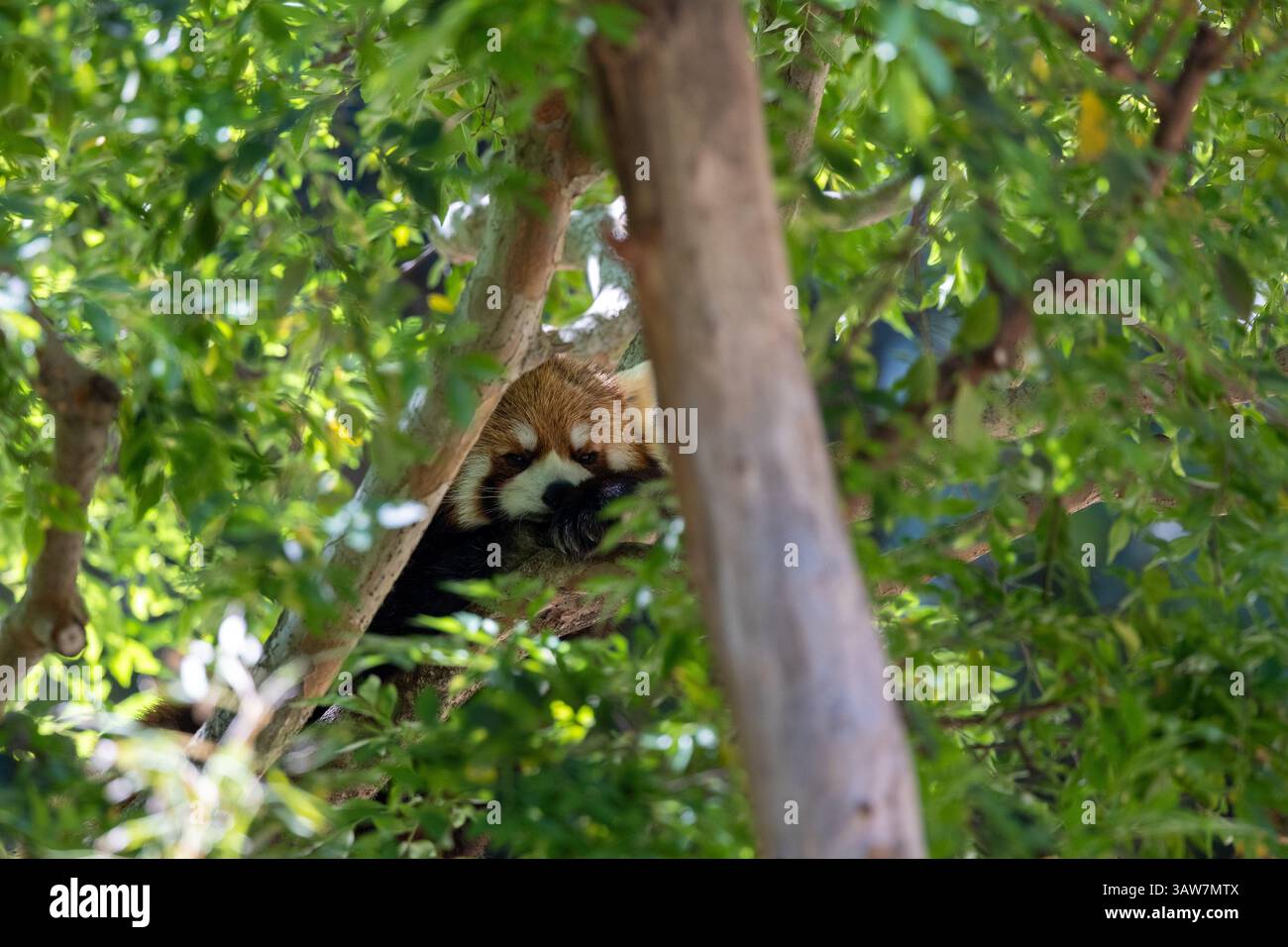 Red panda lounging in a tree Stock Photo - Alamy
