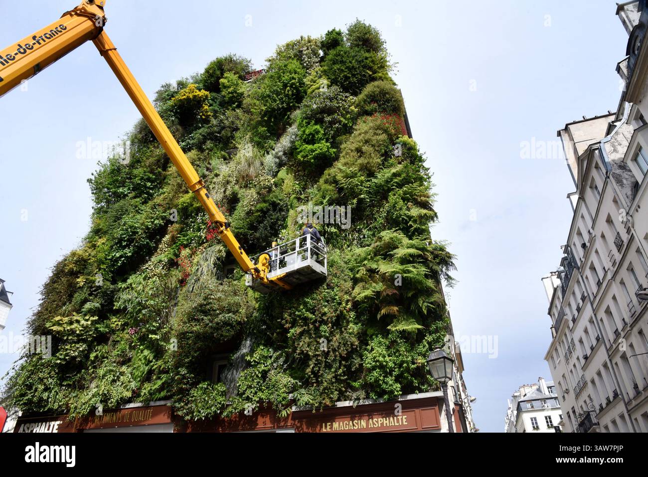 Paris, France. 19th Apr, 2025. Green Wall 'Mur Vegetal' this vertical ...