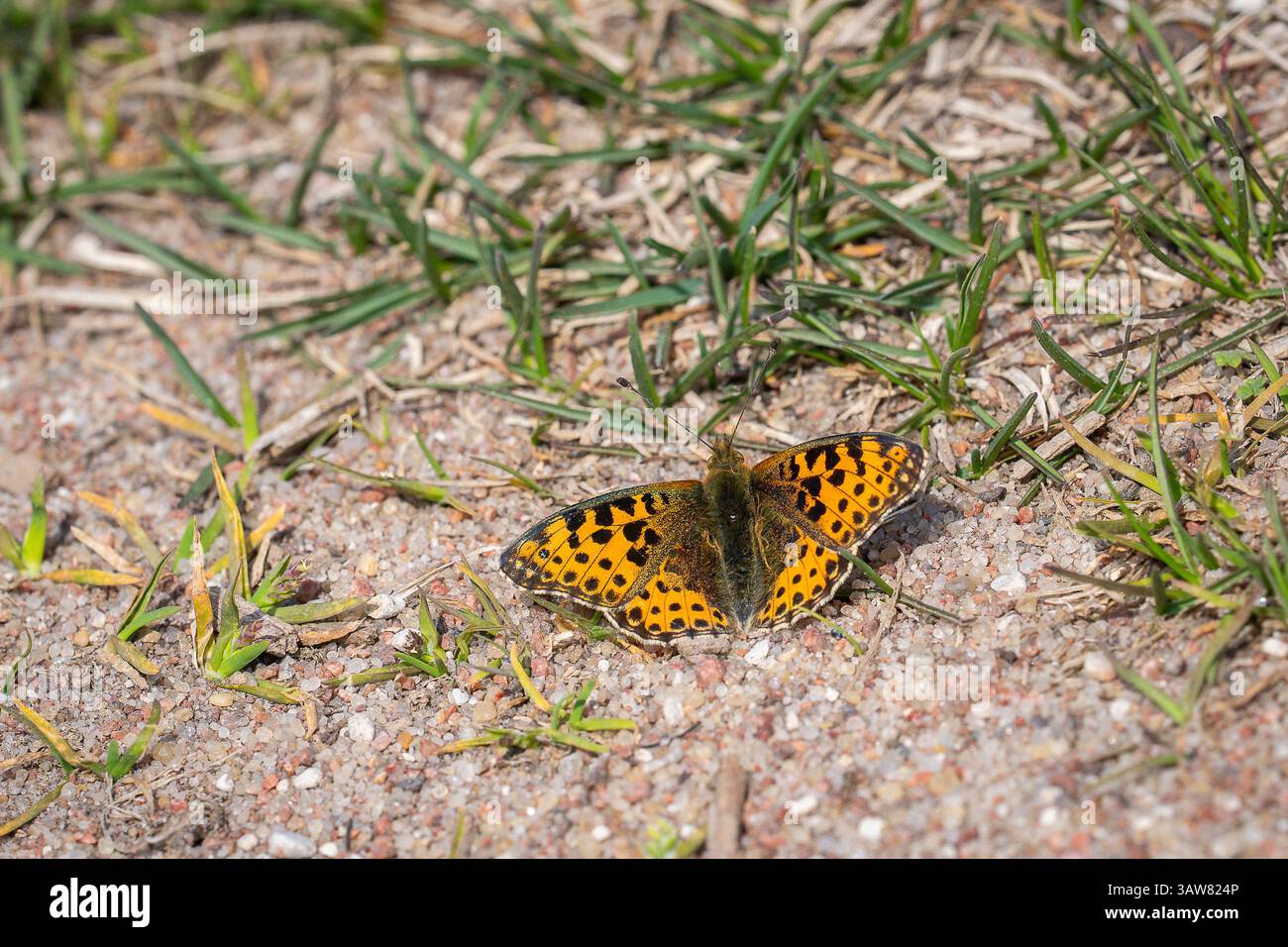 Queen of spain fritillary (issoria lathonia) butterfly resting on the ...