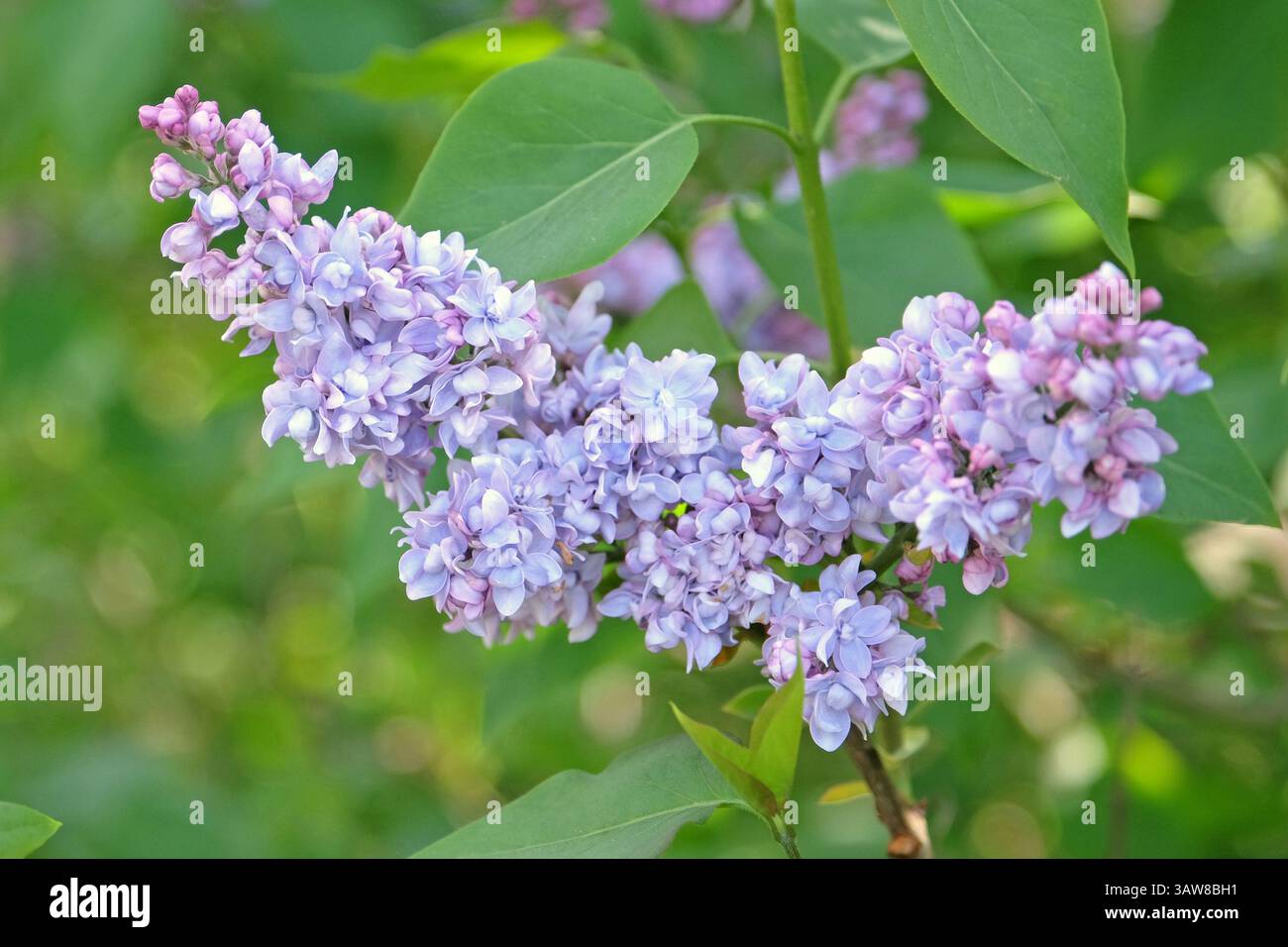 Syringa vulgaris, common lilac, ‘President Grevy’ in flower Stock Photo ...