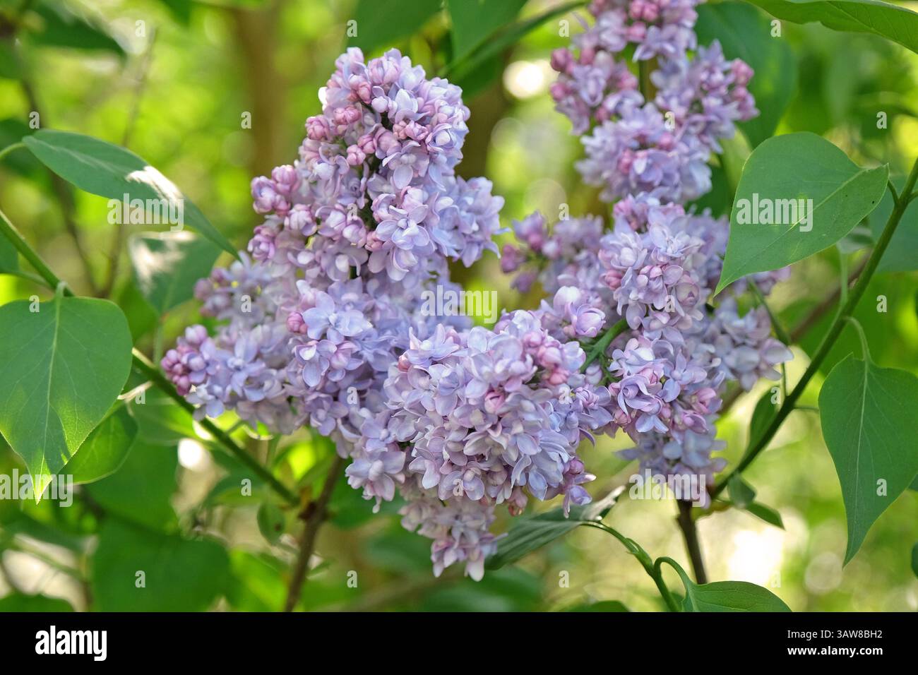 Syringa vulgaris, common lilac, ‘President Grevy’ in flower Stock Photo ...