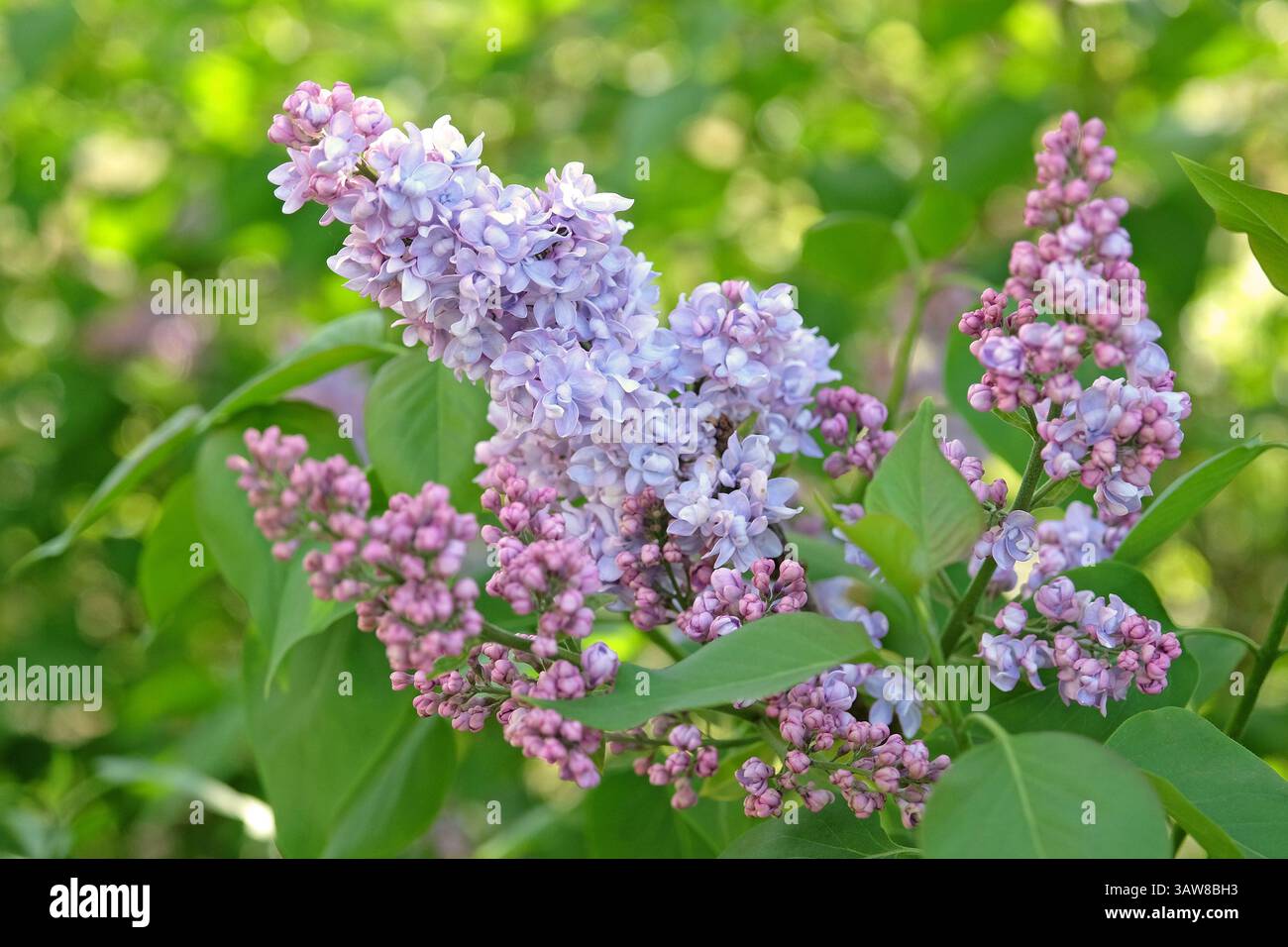 Syringa vulgaris, common lilac, ‘President Grevy’ in flower Stock Photo ...