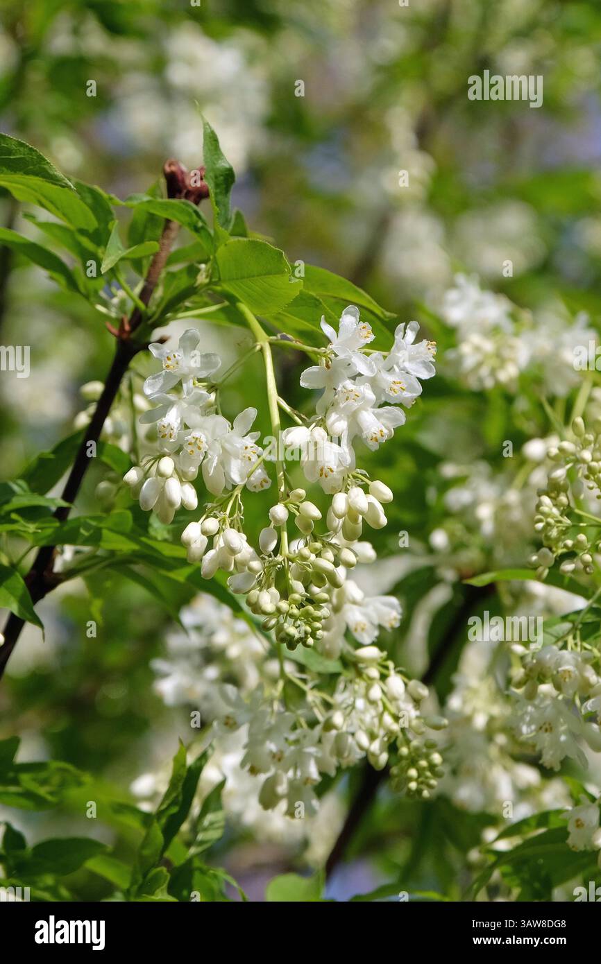 White Staphylea colchica, ivory flowered bladdernut, in bloom Stock ...