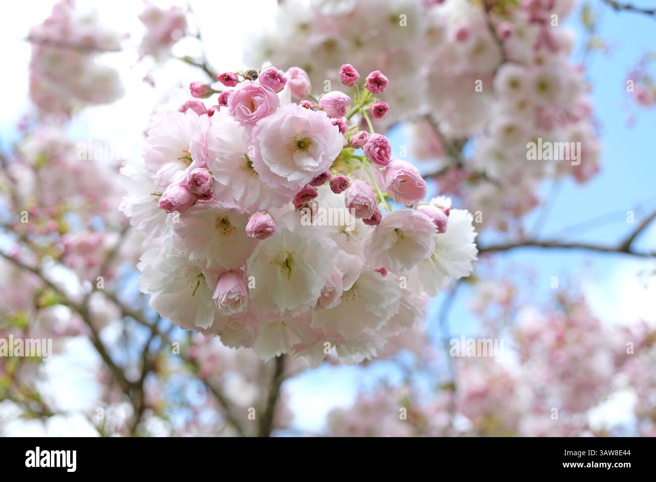 White and pink Prunus ‘Shogetsu’, Blushing Bride flowering cherry tree ...