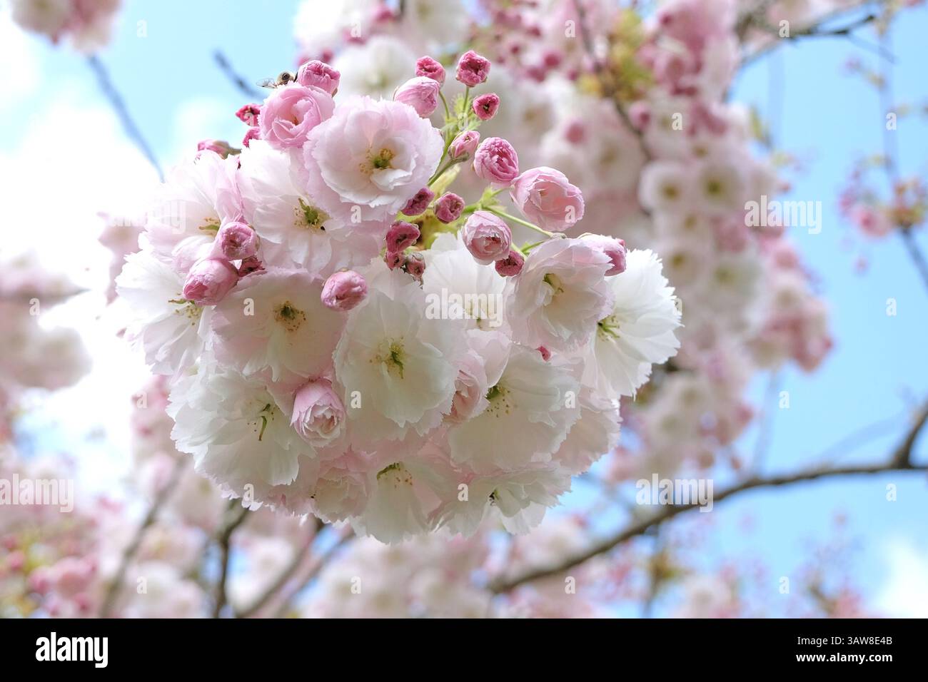 White and pink Prunus ‘Shogetsu’, Blushing Bride flowering cherry tree ...