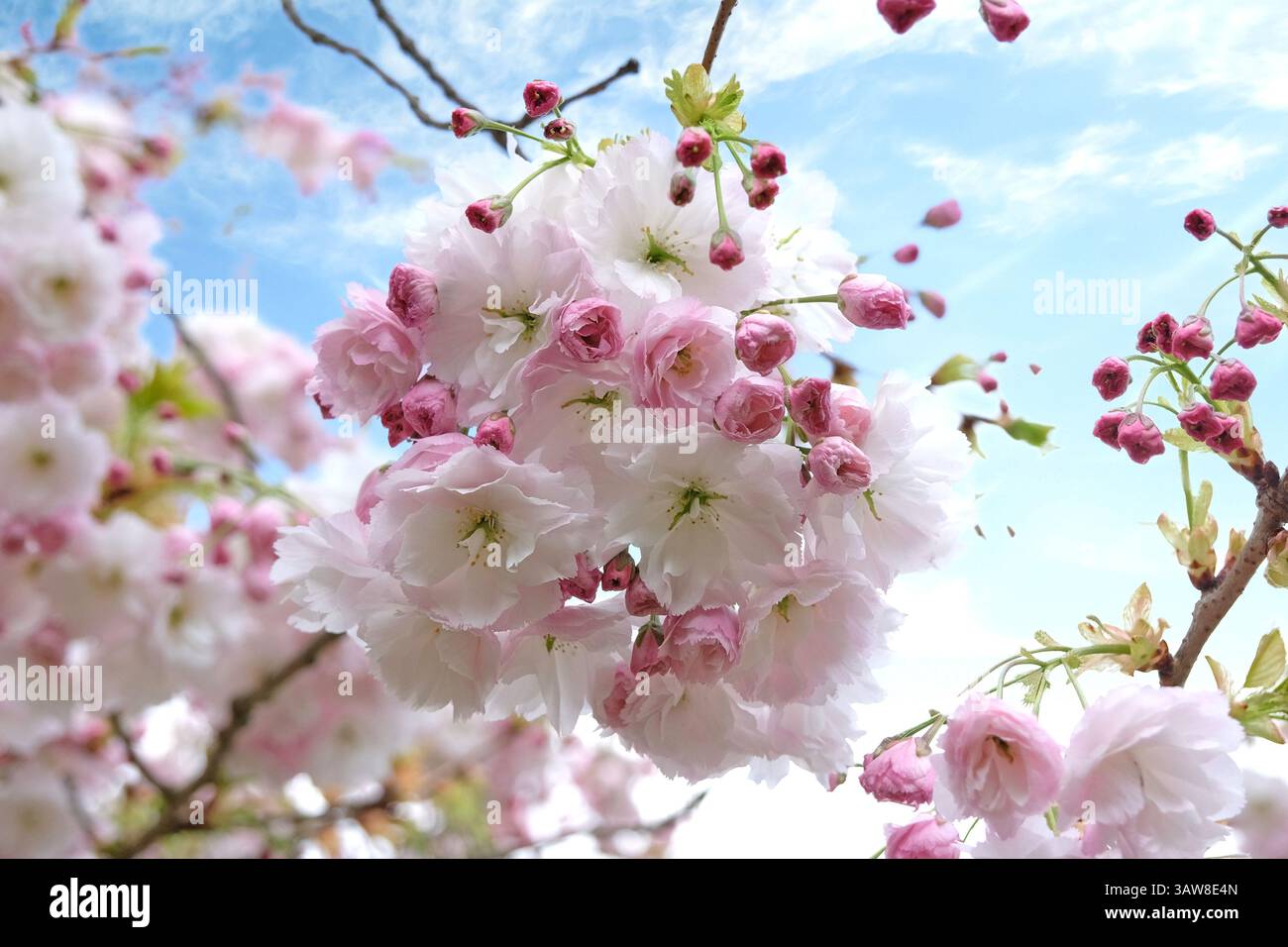 White and pink Prunus ‘Shogetsu’, Blushing Bride flowering cherry tree ...