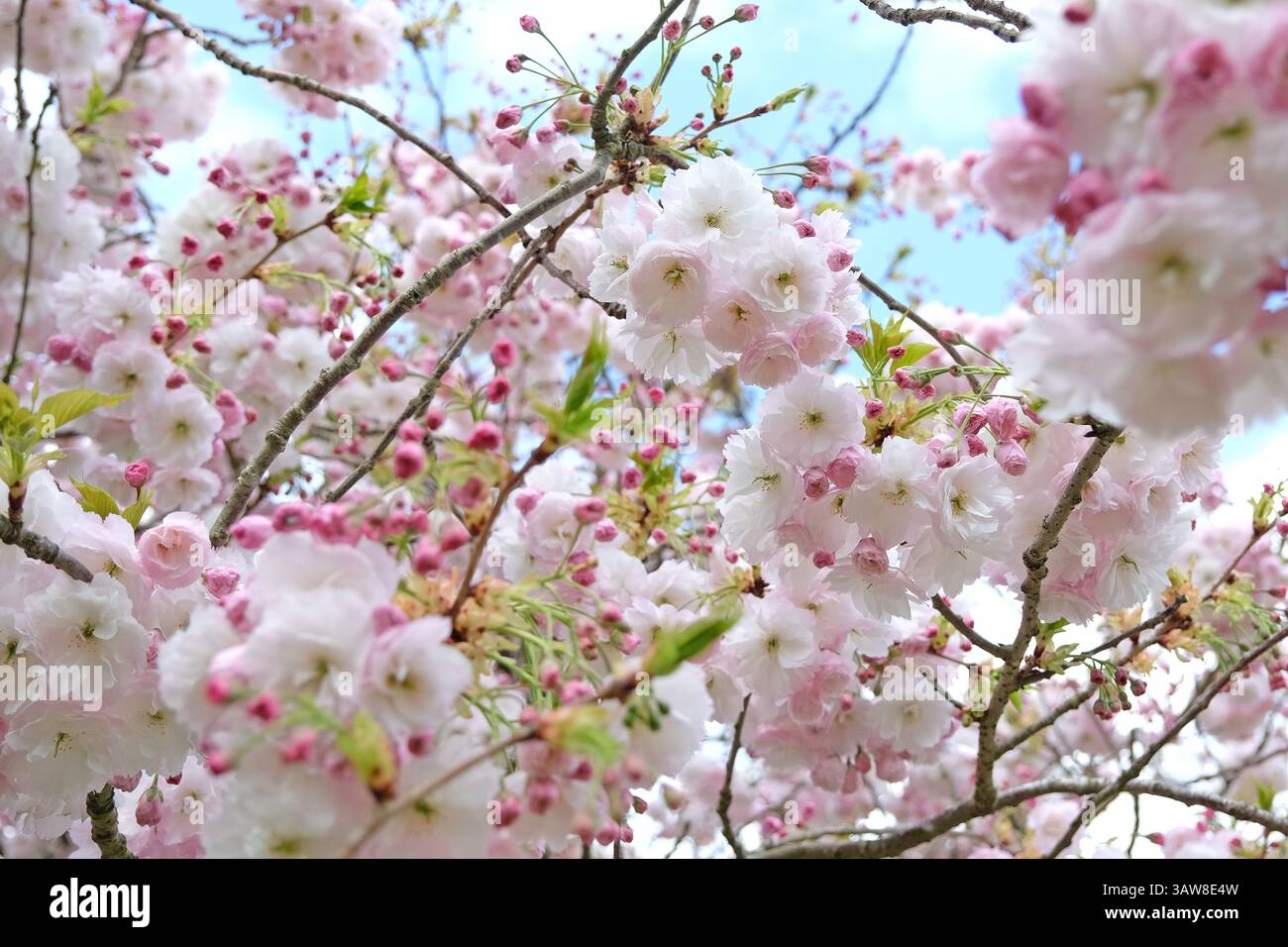 White and pink Prunus ‘Shogetsu’, Blushing Bride flowering cherry tree ...
