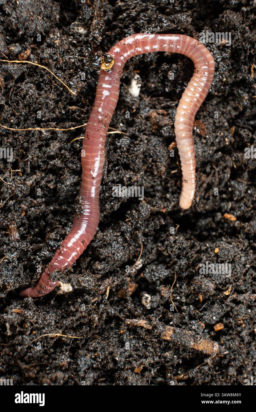 Big beautiful earthworm in the black soil, close-up Stock Photo - Alamy