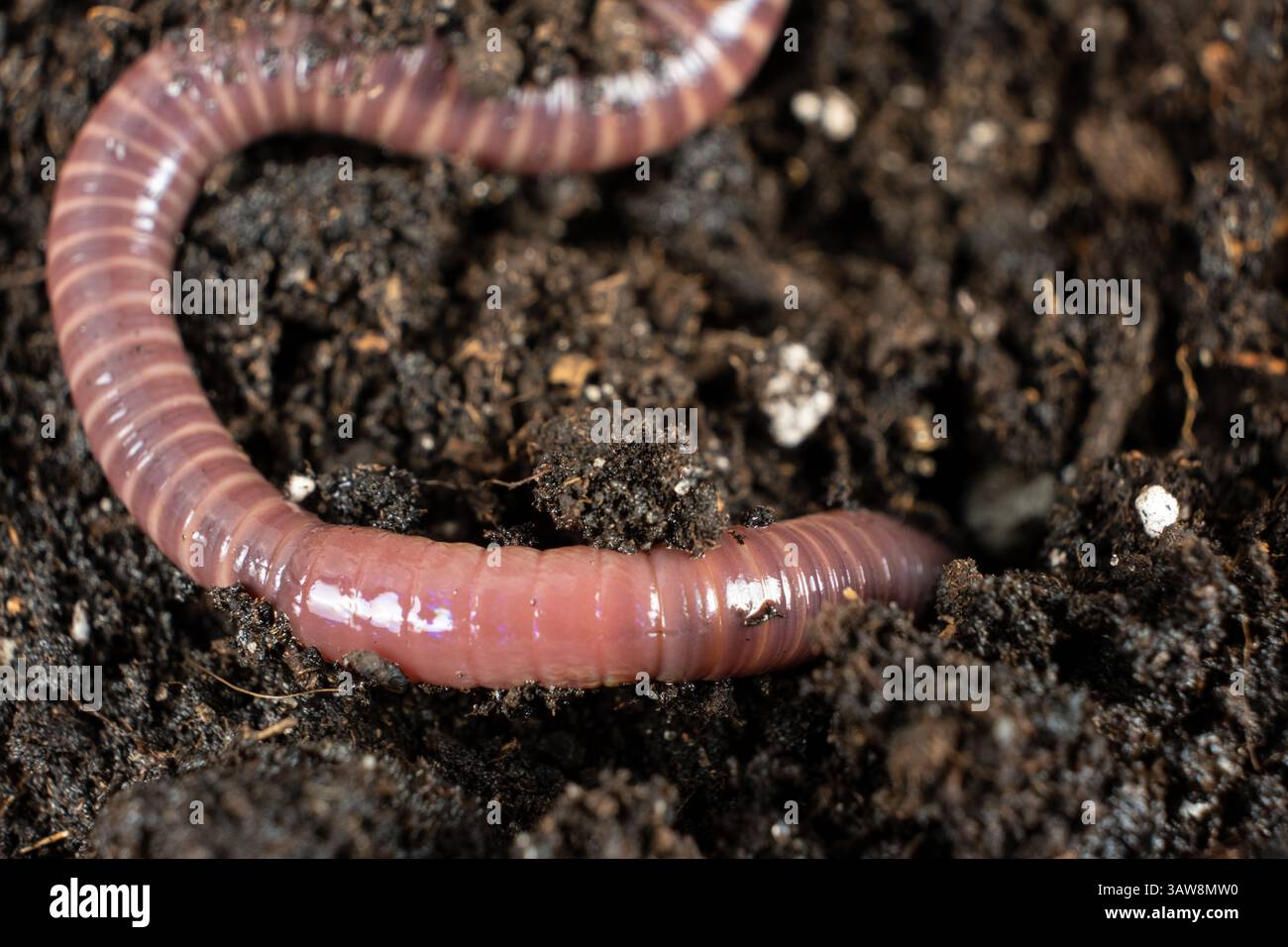 Earthworm on Soil Close-Up Macro View Stock Photo - Alamy