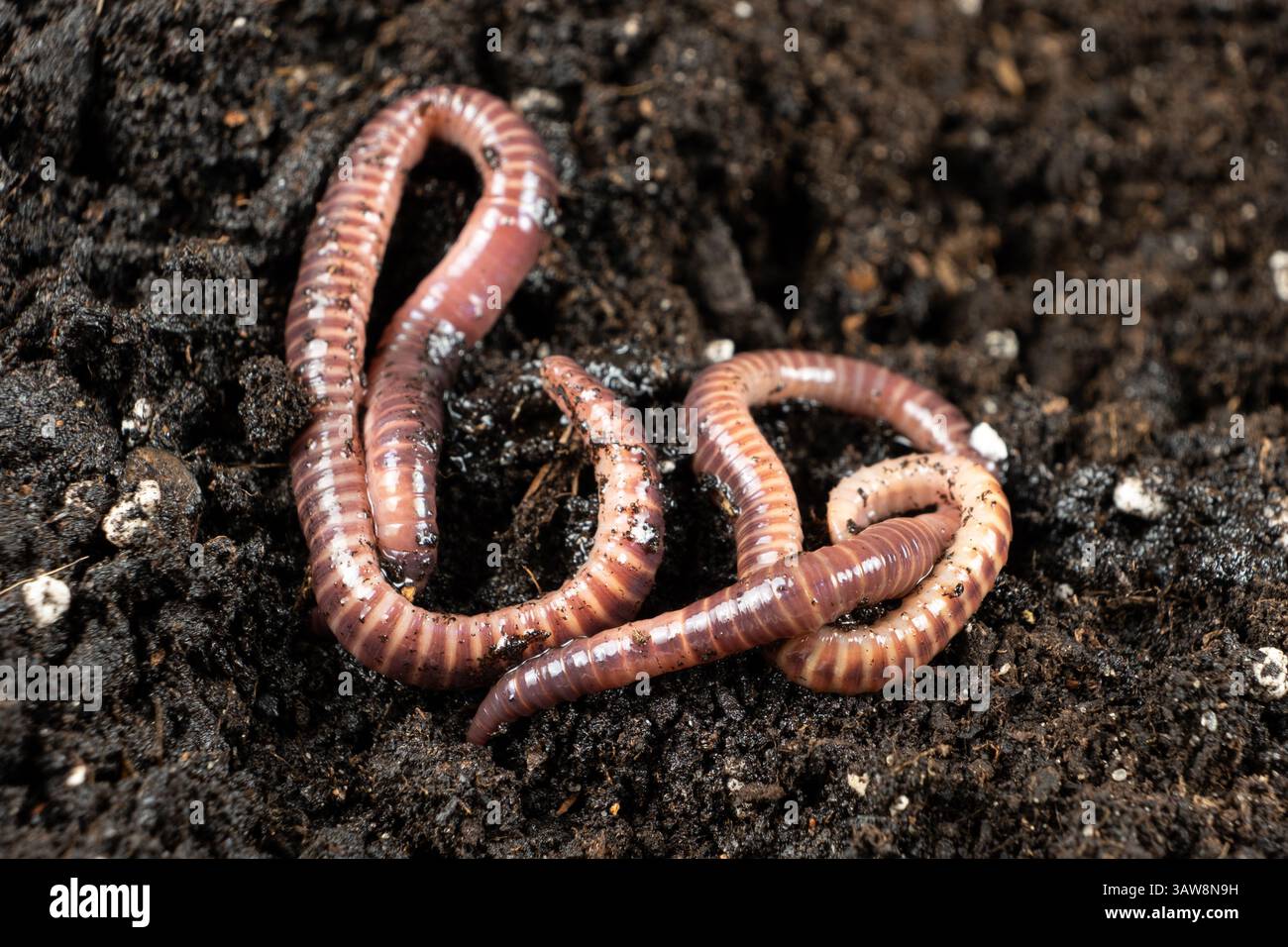 Macro Scene of Active Earthworms in Garden Soil Stock Photo - Alamy