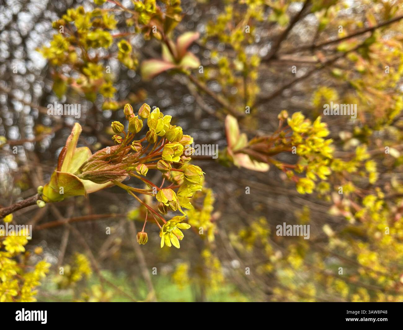 Yellow-Green Bloom of Acer Platanoides Tree Norway Maple Stock Photo ...