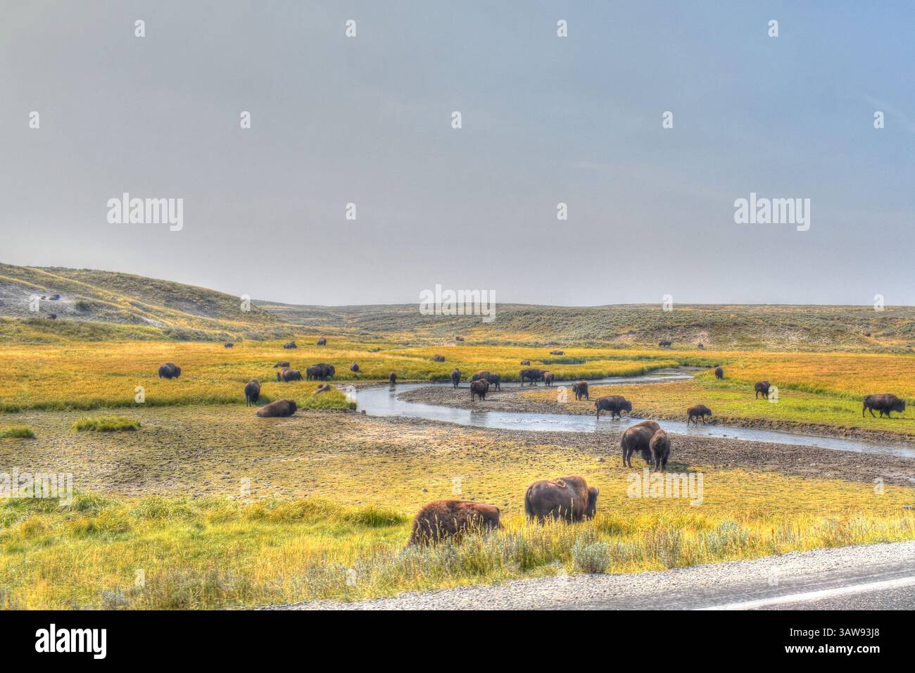 American Bison Grazing in Fall at Yellowstone National Park. Buffalo in ...