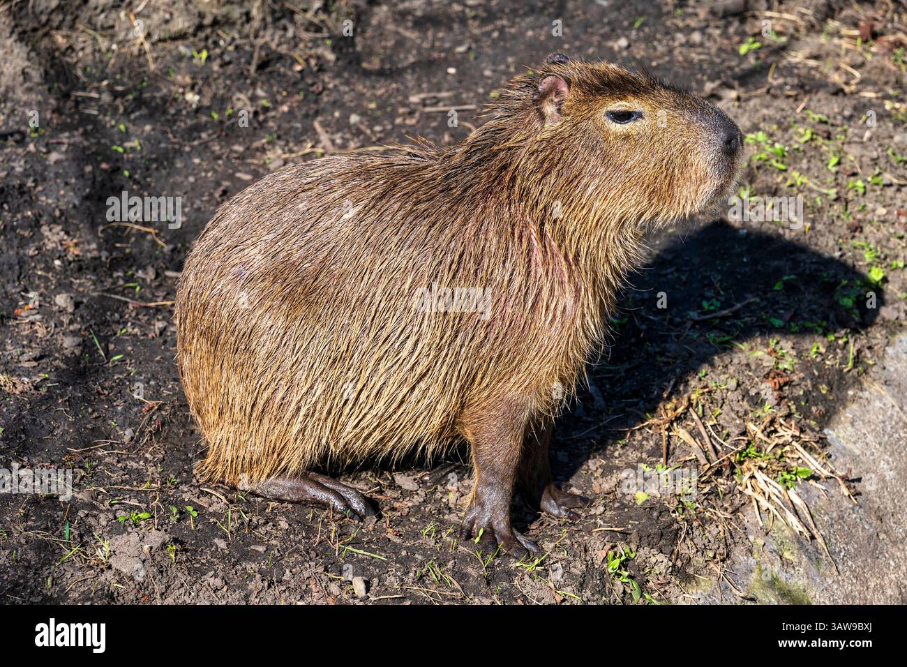 A female capybara (Hydrochoerus hydrochaeris) in enclosure at Edinburgh ...