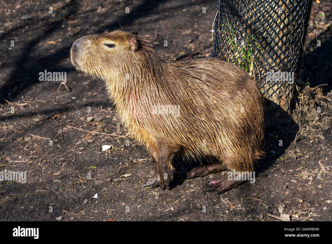 A female capybara (Hydrochoerus hydrochaeris) in enclosure at Edinburgh ...