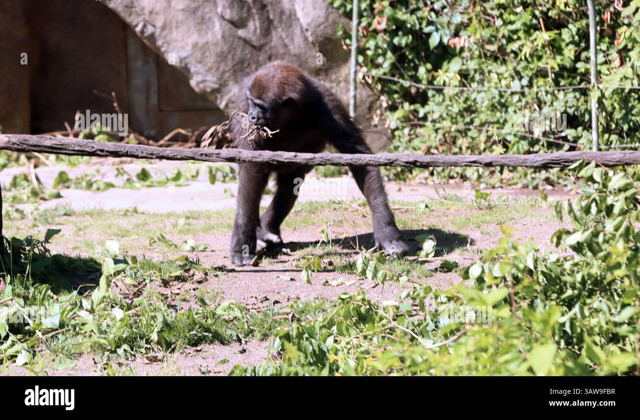 Harambe with boy hi-res stock photography and images - Alamy