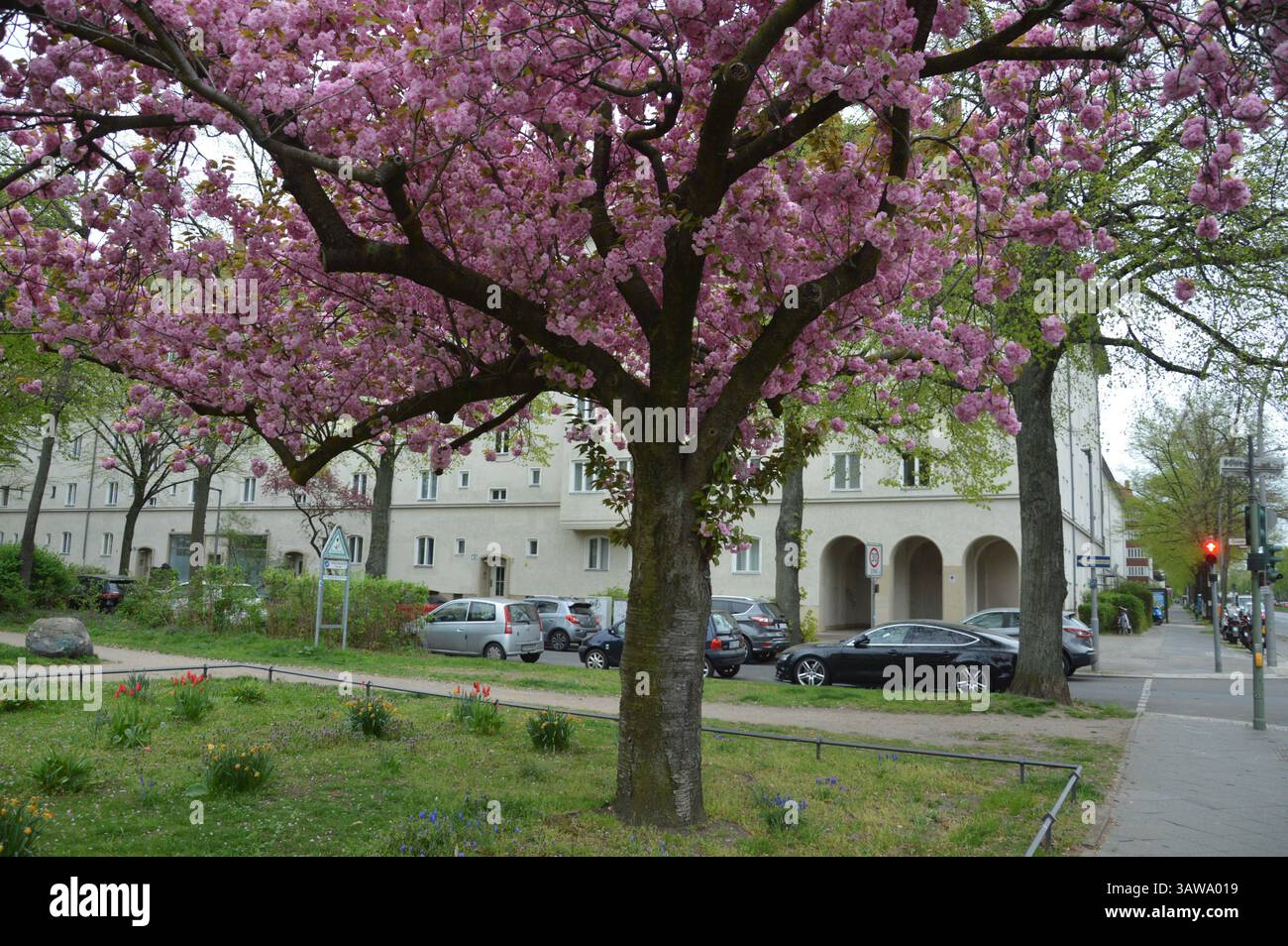 Berlin, Germany - April 18, 2025 - Cherry blossom on Grazer Platz ...