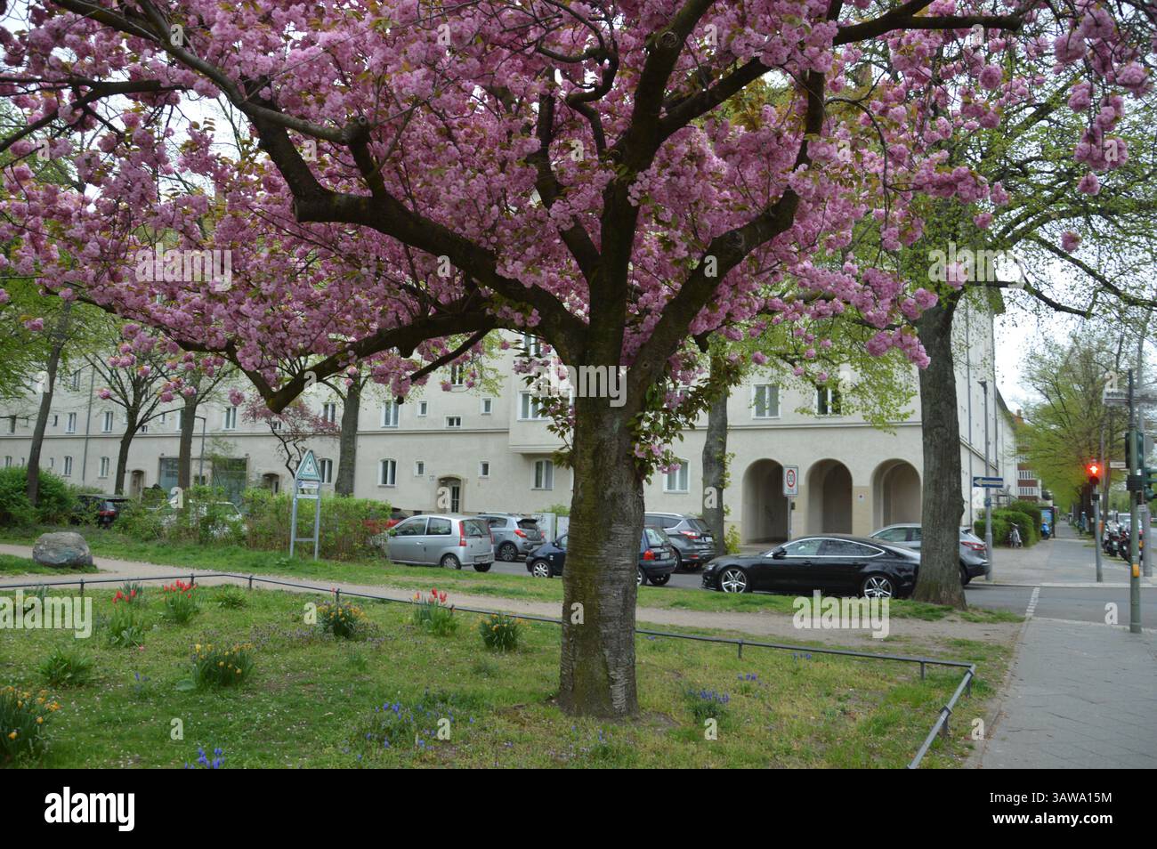 Berlin, Germany - April 18, 2025 - Cherry blossom on Grazer Platz ...