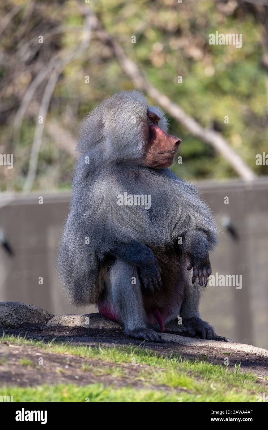 Male Hamadryas baboon sitting on a rock Stock Photo - Alamy