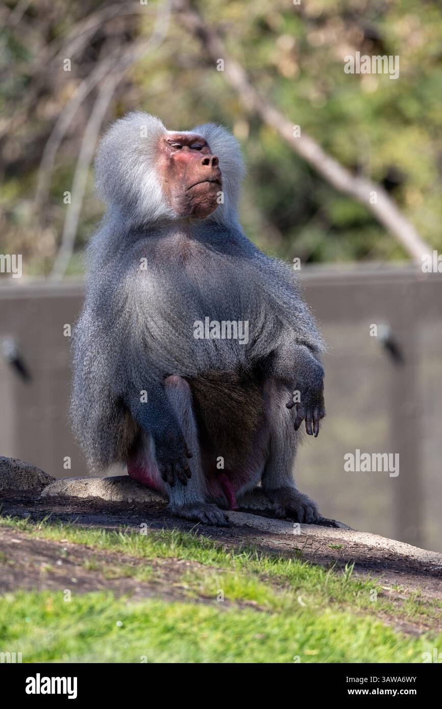 Male Hamadryas baboon sitting on a rock Stock Photo - Alamy