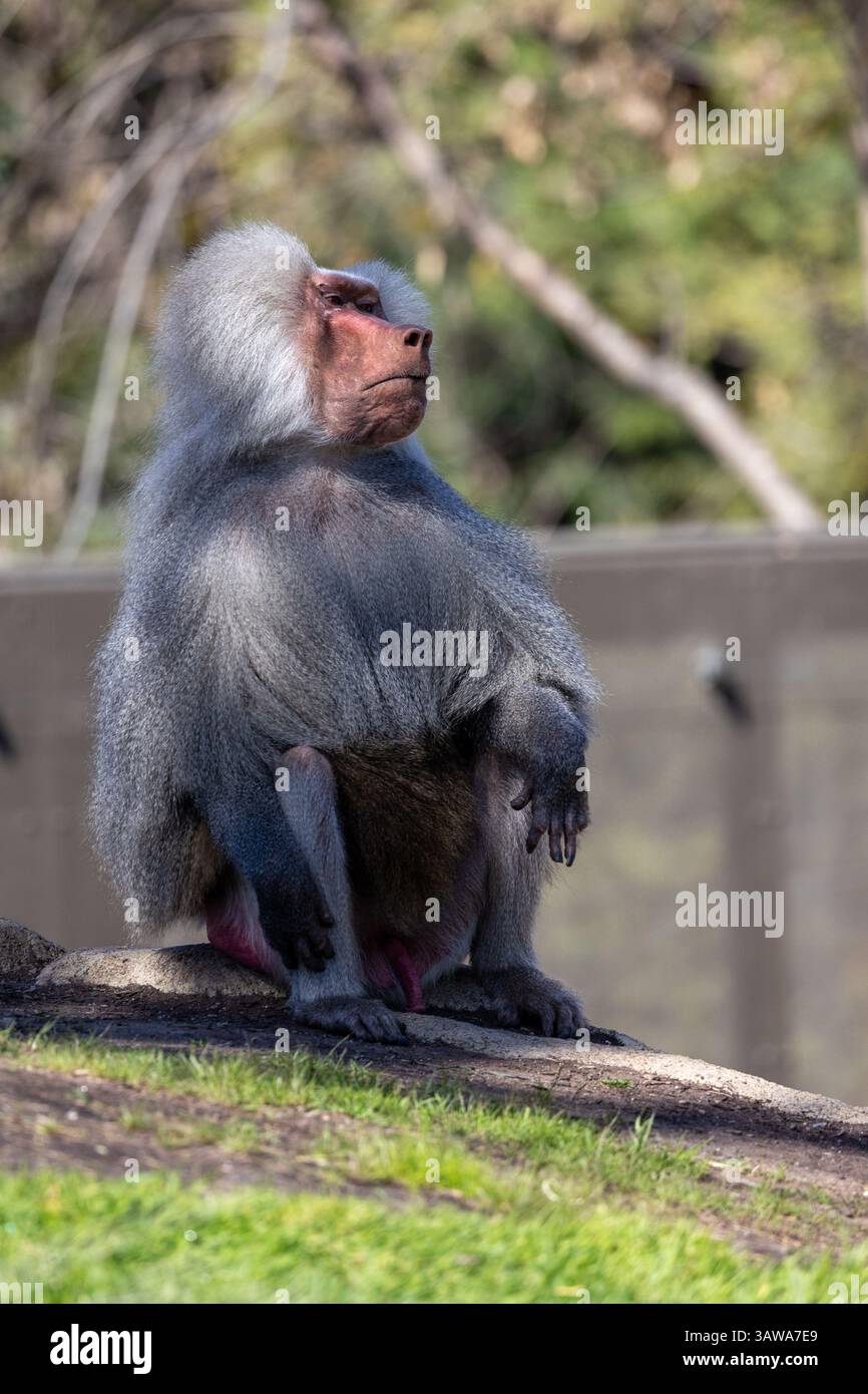 Male Hamadryas baboon sitting on a rock Stock Photo - Alamy