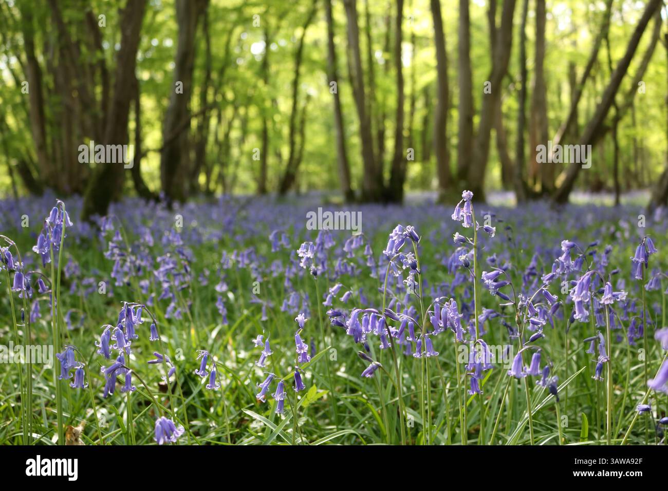 Charlwood, Surrey, England, UK. 19th April 2025. A stunning display of ...