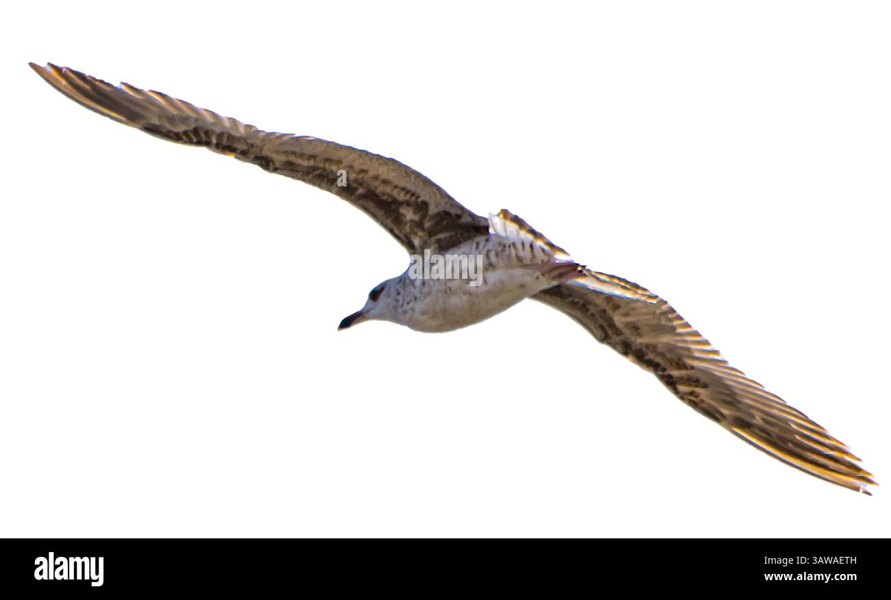 White seagull spread wings Cut Out Stock Images & Pictures - Alamy