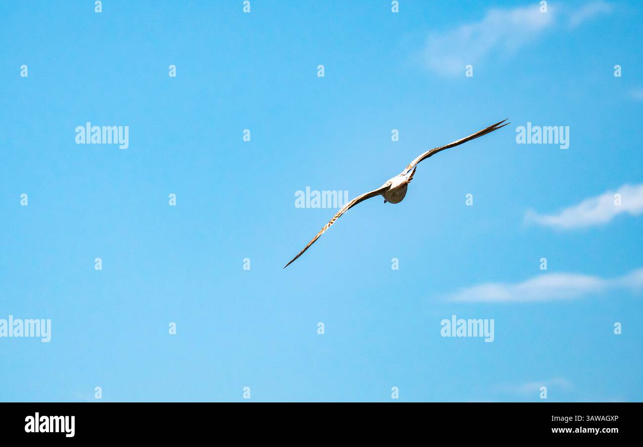 Flight low angle back view hi-res stock photography and images - Alamy