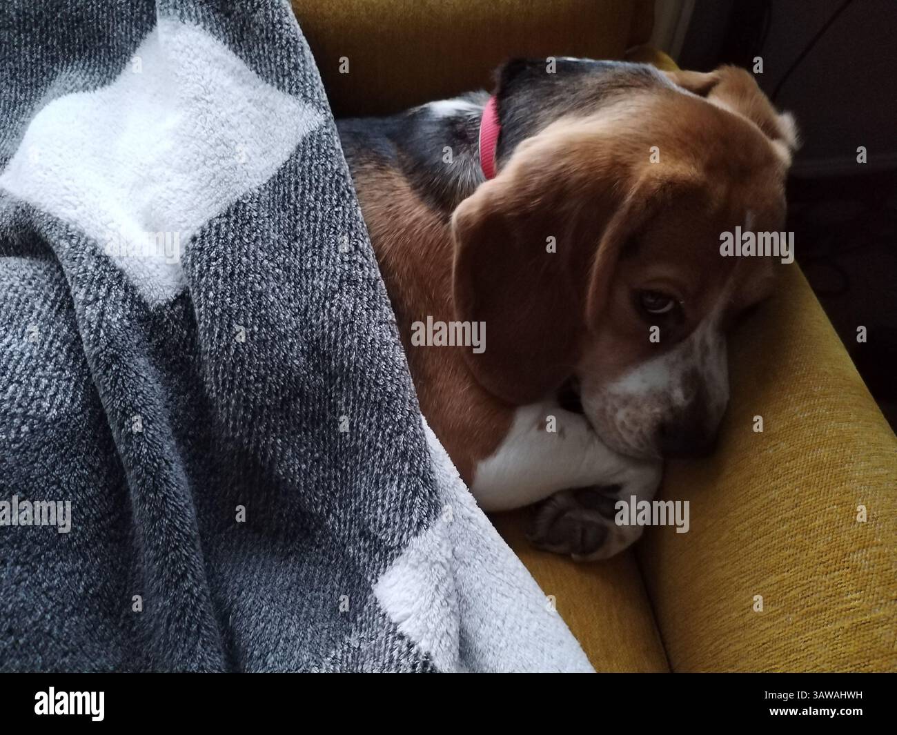 Beagle Dog Sleeping on the Sofa Stock Photo - Alamy