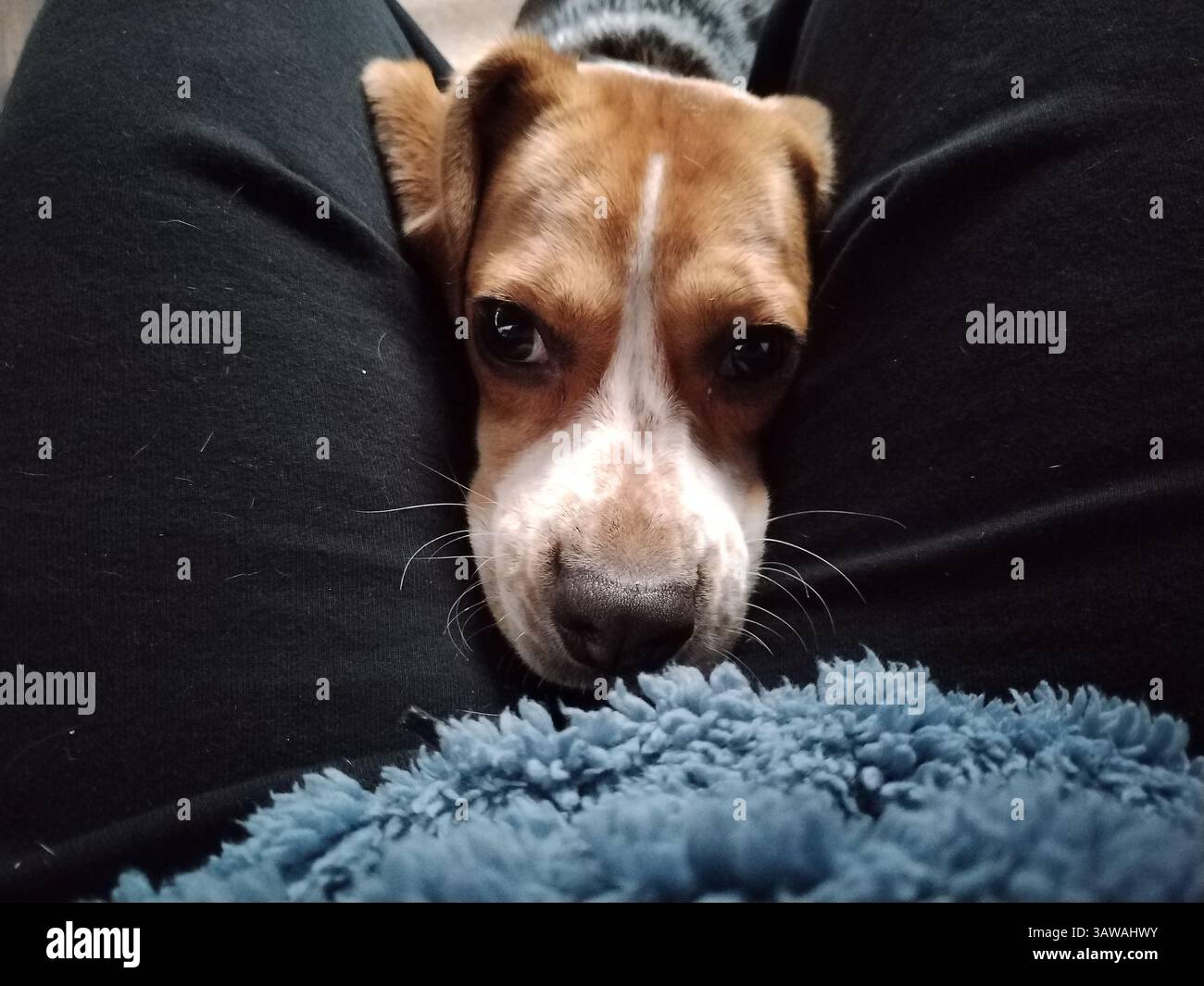 Dog Resting its Head on Owners Lap Stock Photo - Alamy