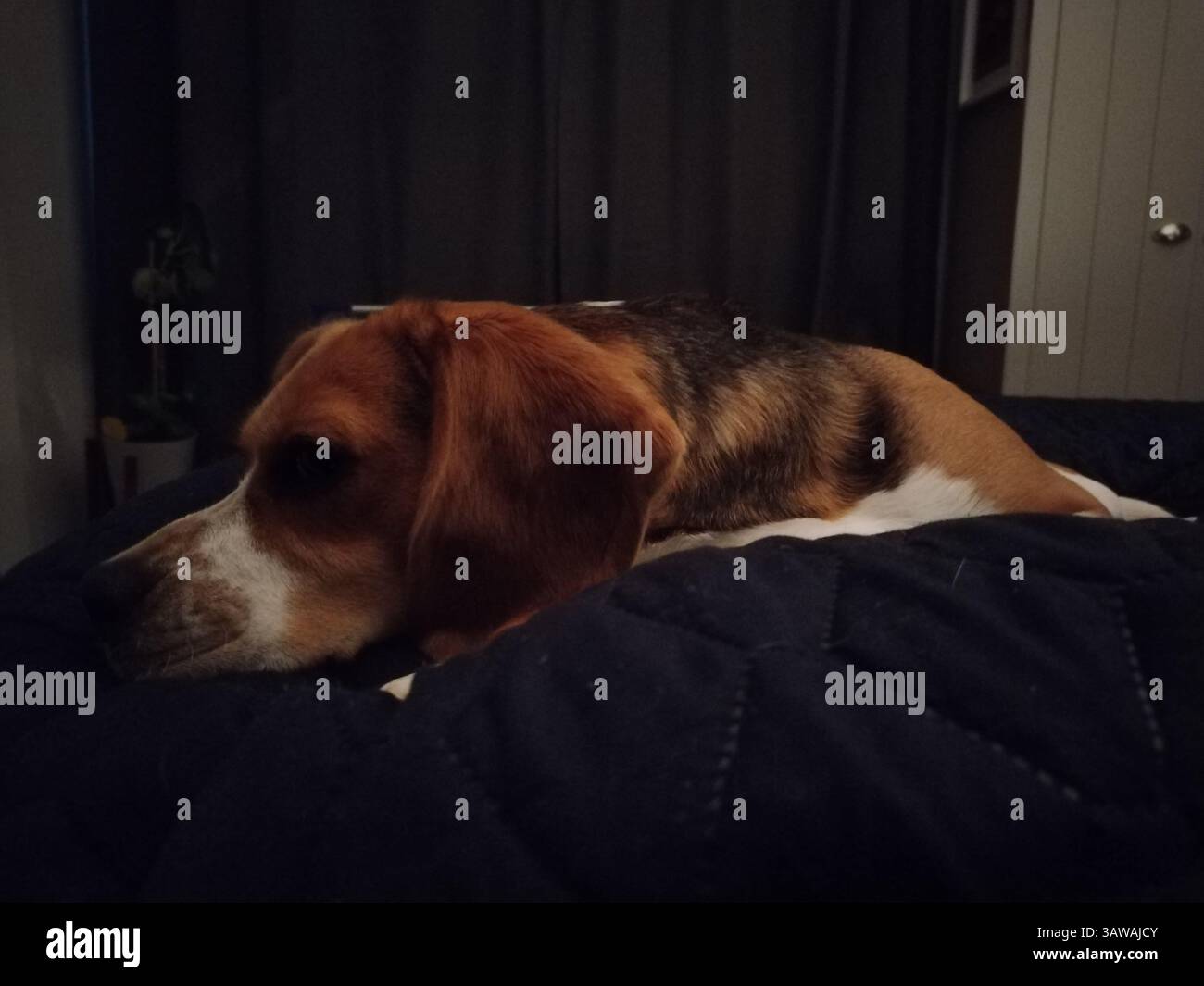 Dog Asleep on Top of the Bed Stock Photo - Alamy