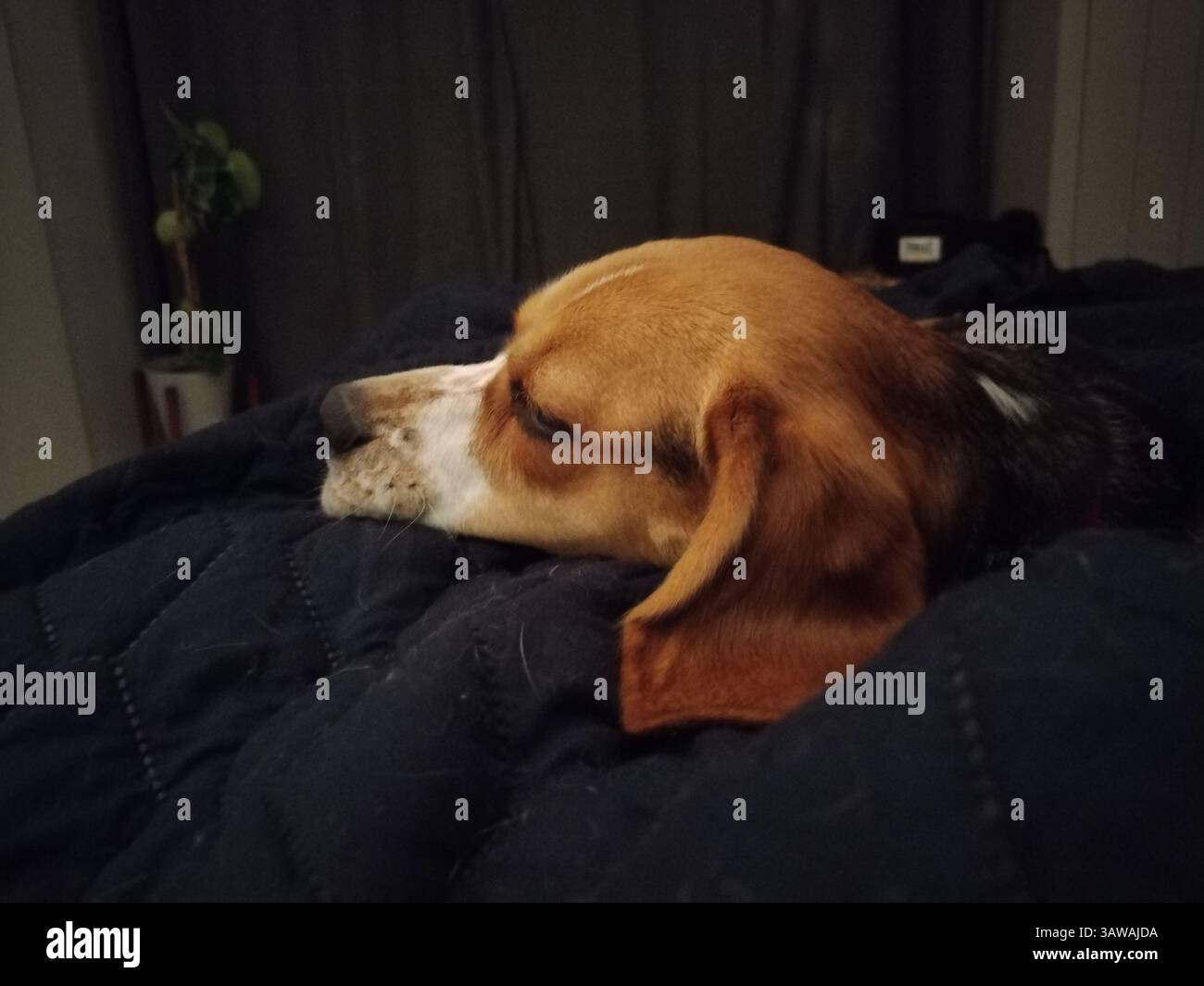 Dog Asleep on Top of the Bed Stock Photo - Alamy