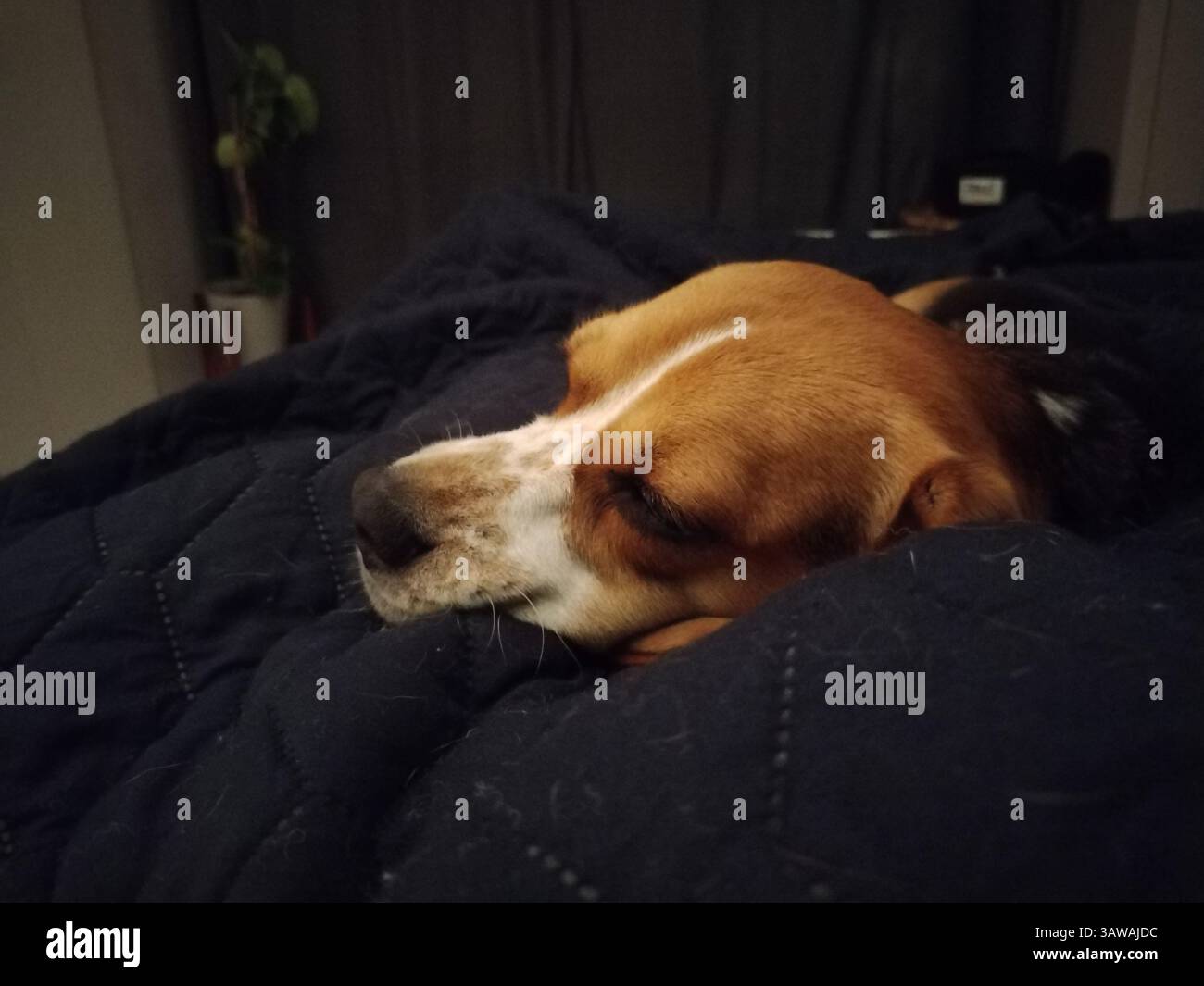 White sleeping pillows on hi-res stock photography and images - Alamy