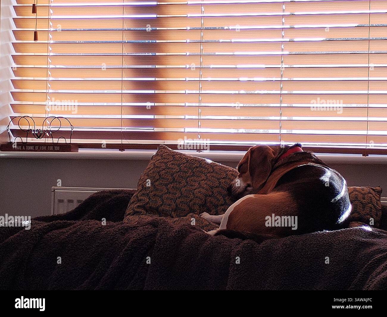 Beagle Dog Sleeping on the Sofa Stock Photo - Alamy