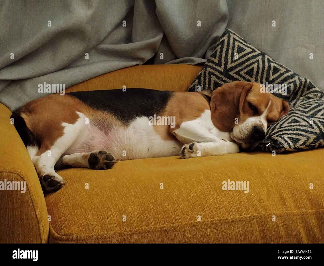 Cute dog sleeping on white hi-res stock photography and images - Alamy
