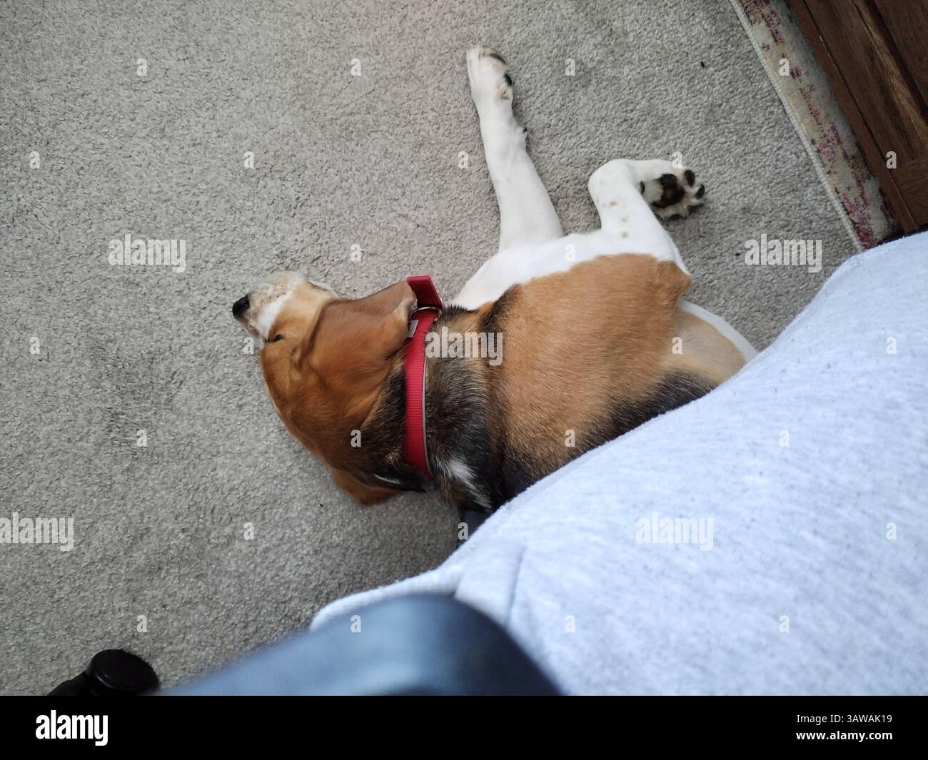 Dog laying under owners chair hi-res stock photography and images - Alamy