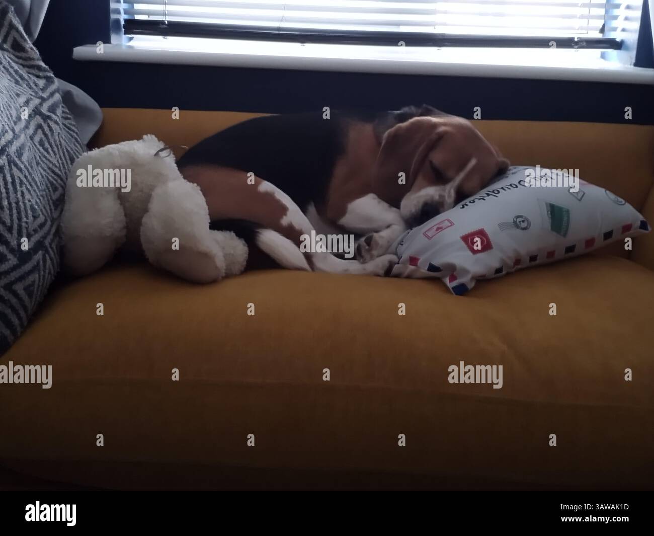 Beagle Dog Sleeping on the Sofa Stock Photo - Alamy