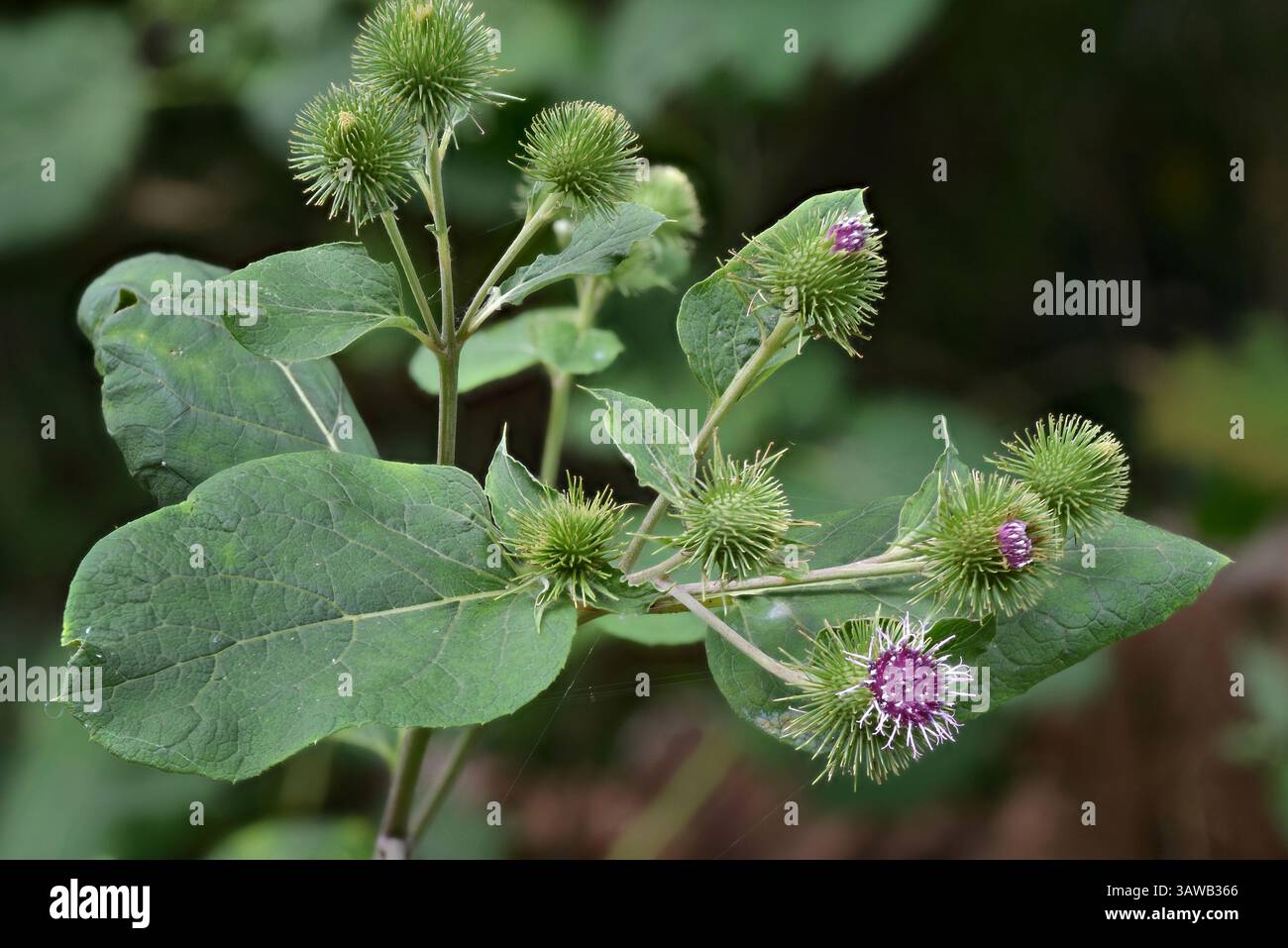 Flowers of burdock (Arctium minus) also known as cocklebur is native to ...
