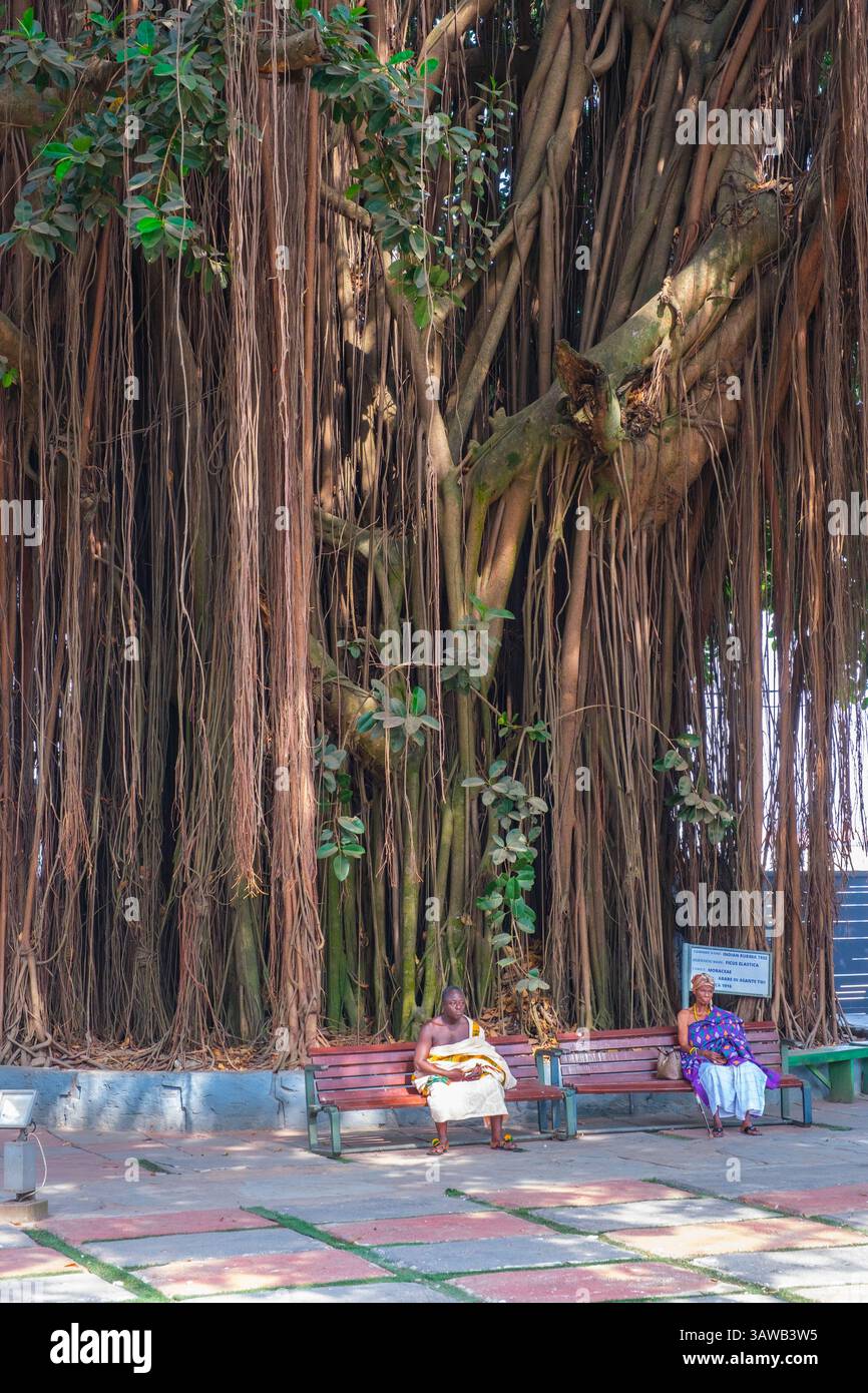 Ghana, Kumasi. Indian Rubber Tree (Ficus Elastica) on Manhyia Palace ...