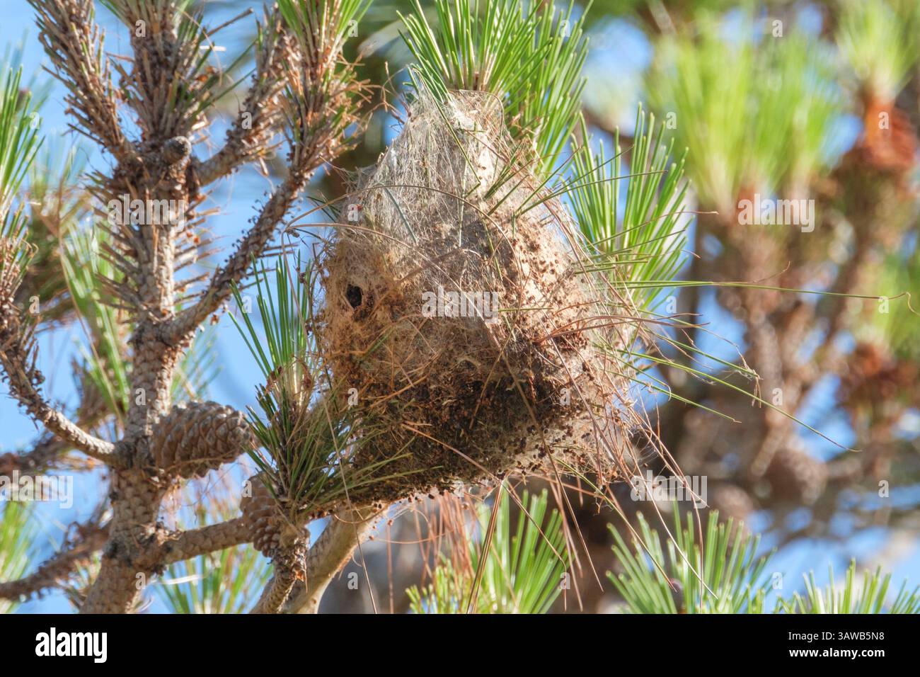 Insektenbiologie hi-res stock photography and images - Alamy