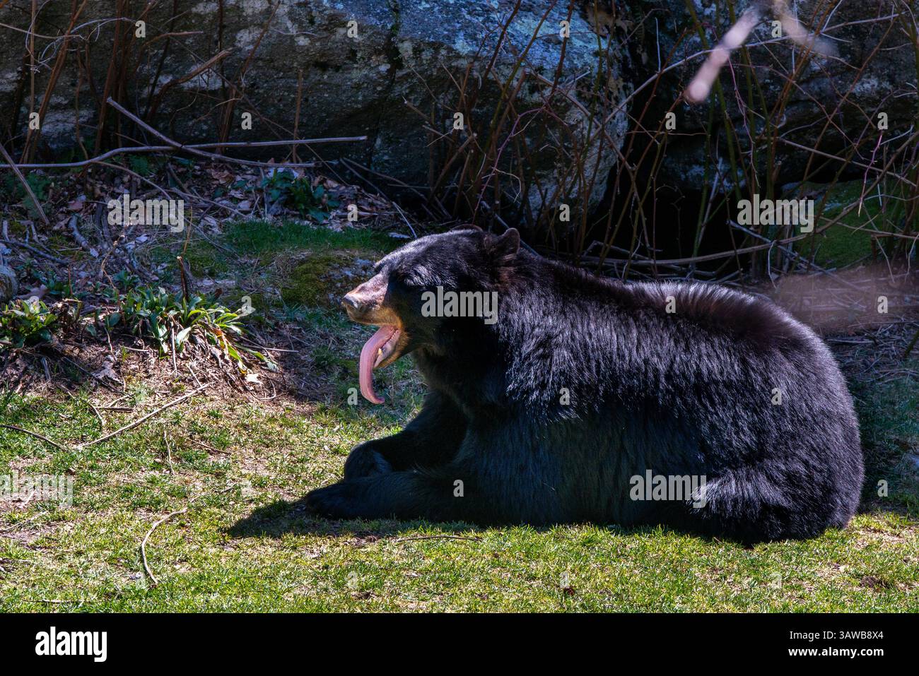 A black bear rests in its native habitat at the Grandfather Mountain ...