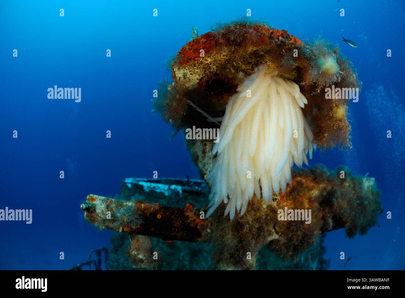 European squid (Loligo vulgaris) eggs at P29 patrol boat, which was ...