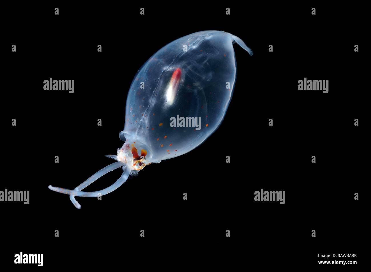 [captive] Deep sea Squid (Liocranchia reinhardtii) can grow up to 15cm ...