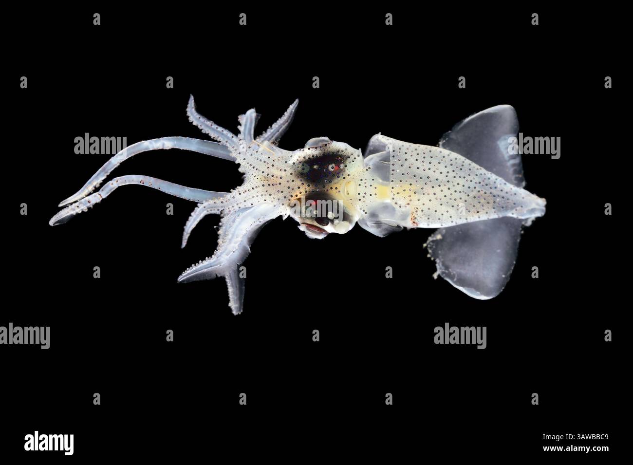 [captive] Eye-flash squid (Abralia veranyi) the squid bears about 550 ...