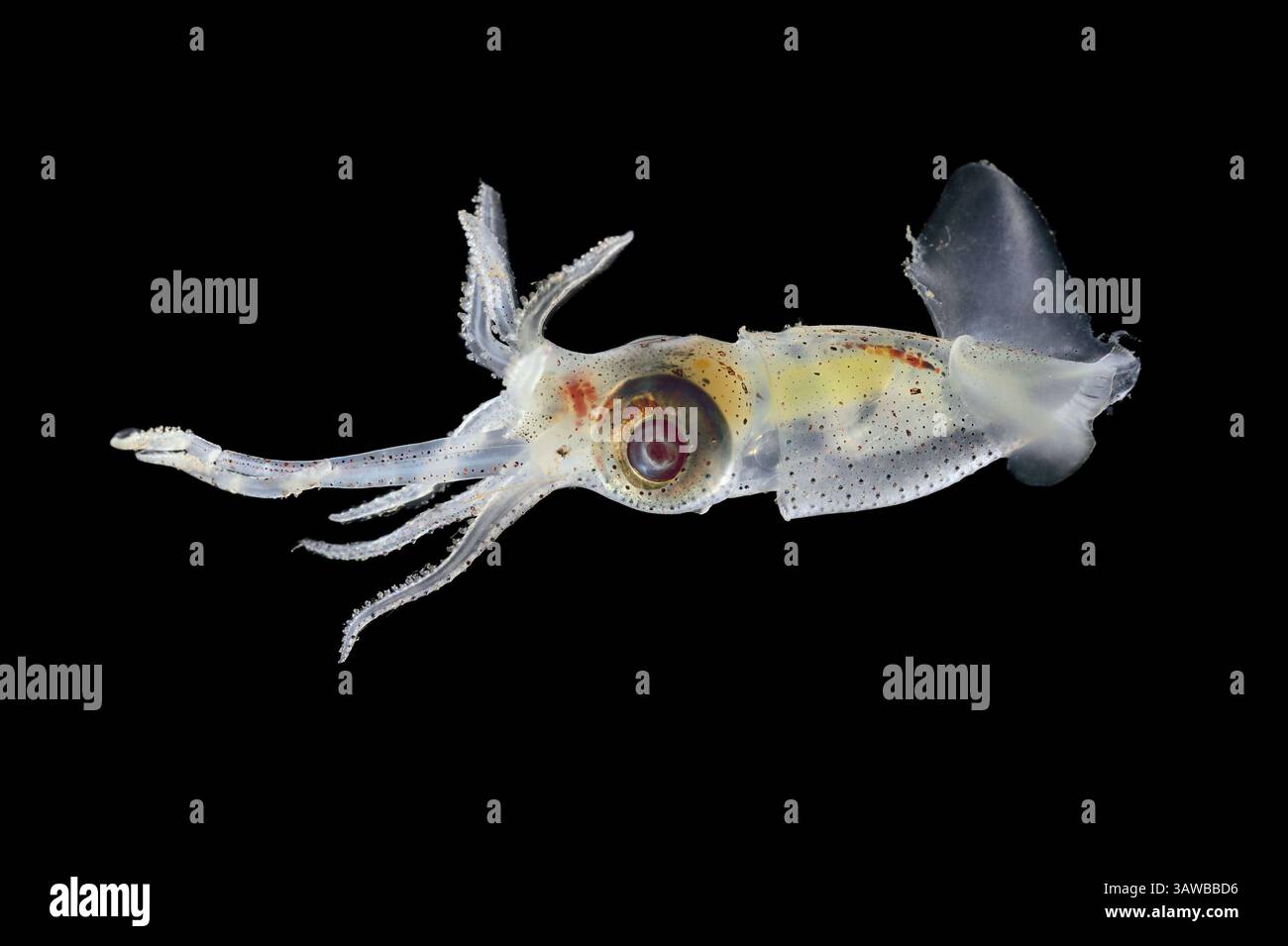 [captive] Eye-flash squid (Abralia veranyi) the squid bears about 550 ...