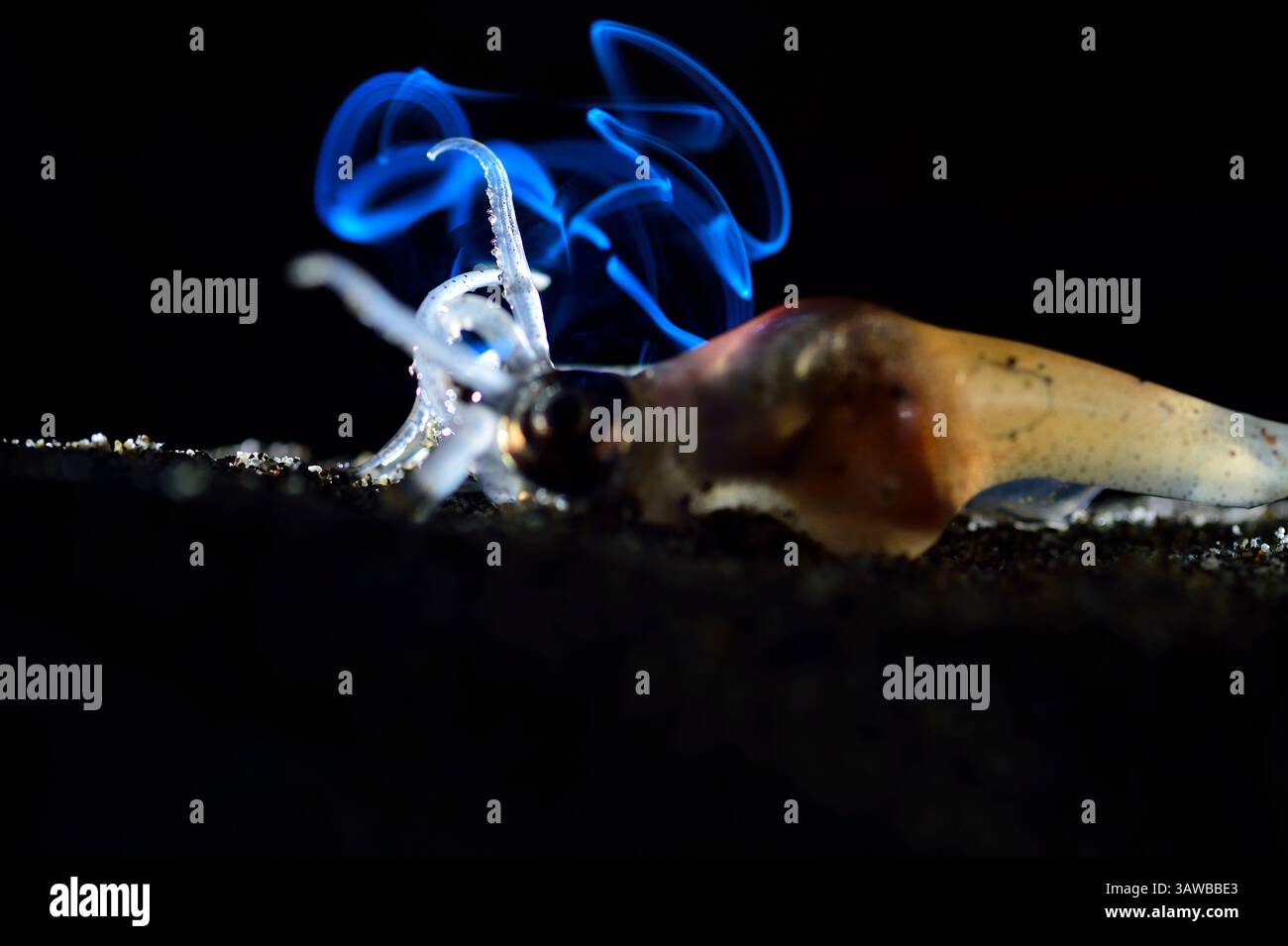 Bioluminescent Firefly Squid (Watasenia scintillans) ( ほたるいか , hotaru ...