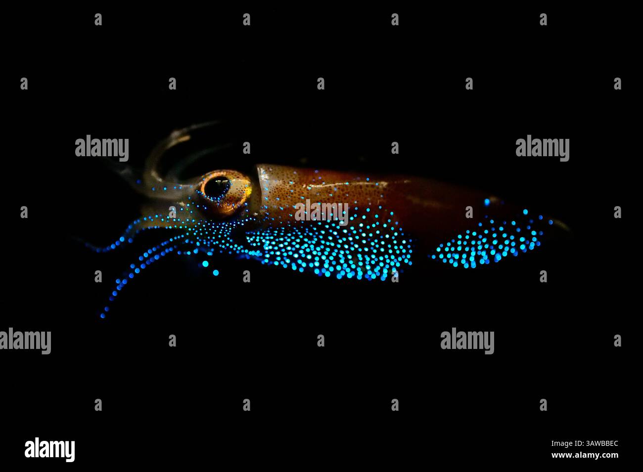Bioluminescent Firefly Squid (Watasenia scintillans) ( ほたるいか , hotaru ...