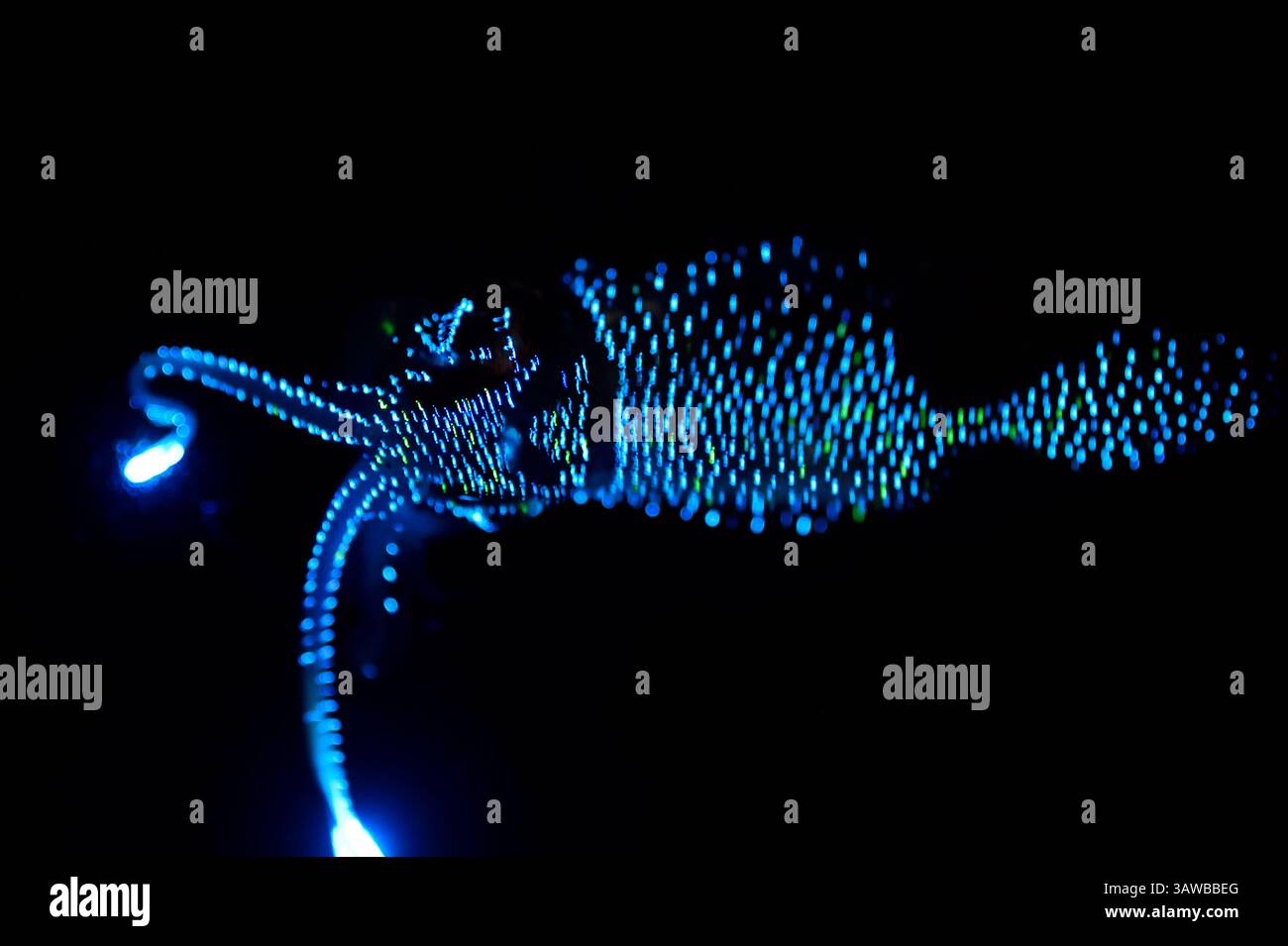 Squid animal organs hi-res stock photography and images - Alamy